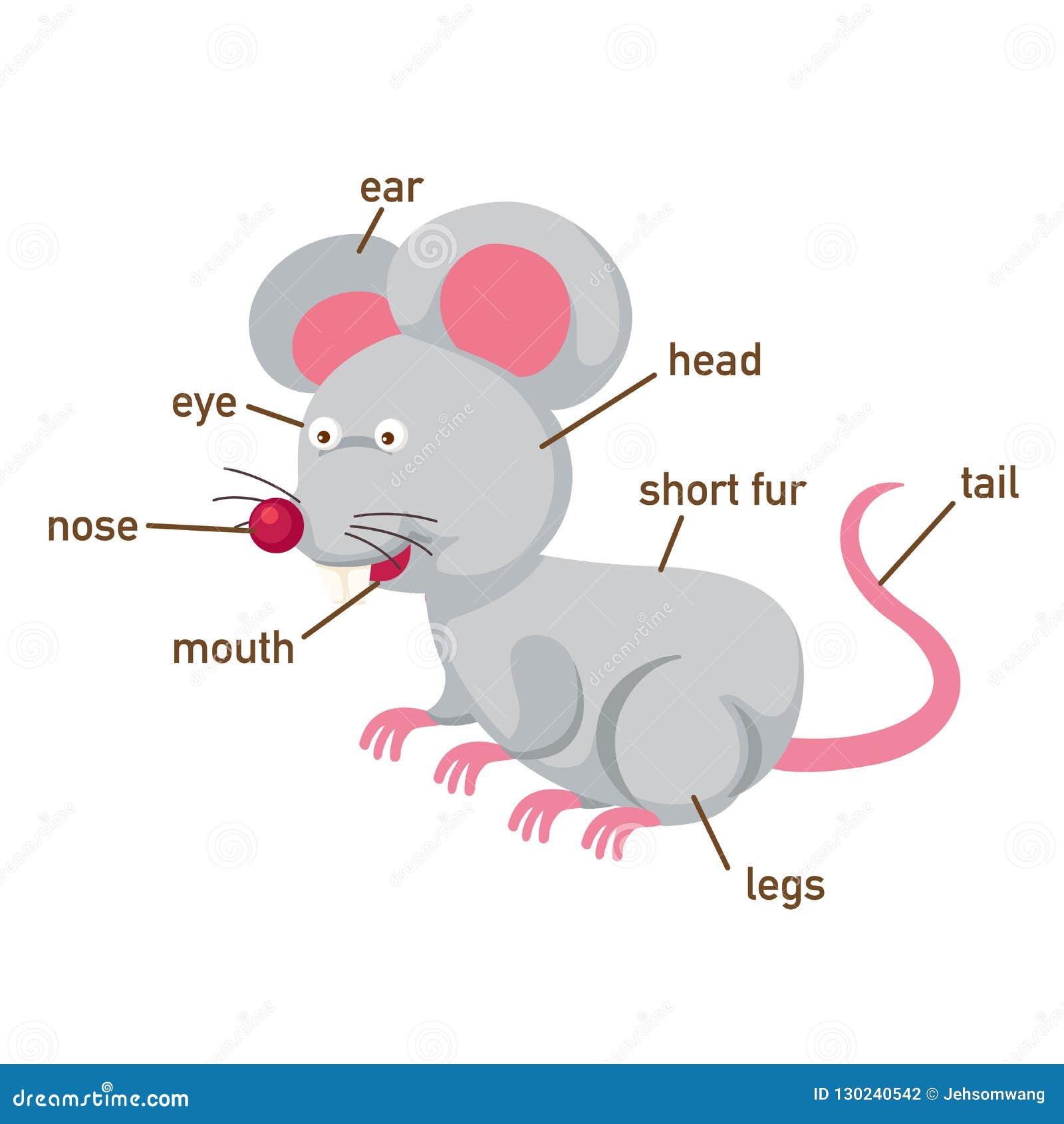 Rat Vocabulary Part of Body.vector Stock Vector - Illustration of head ...