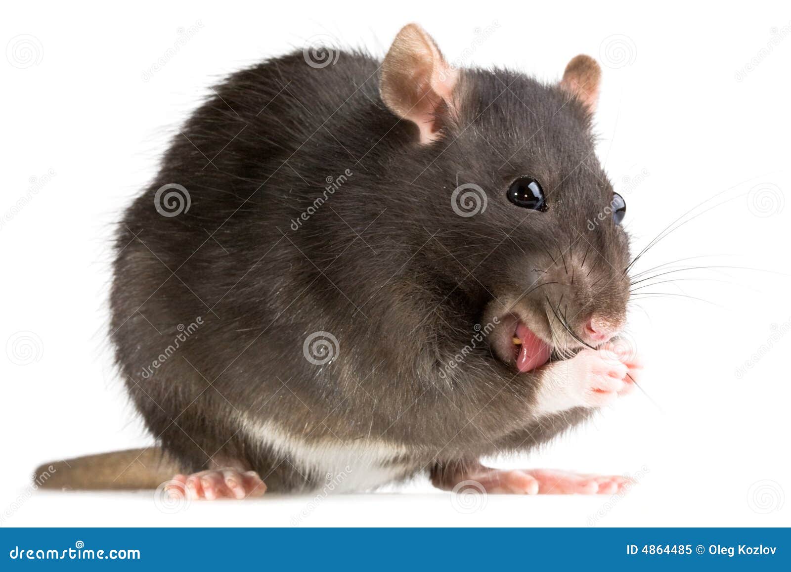 Rat washing stock image. Image of whisker, domestic, mammal - 4864485