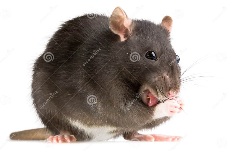 Rat washing stock image. Image of whisker, domestic, mammal - 4864485