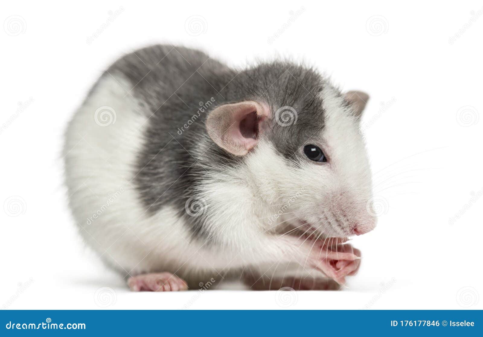Rat Washing Itself, Isolated Stock Photo - Image of people, animal ...