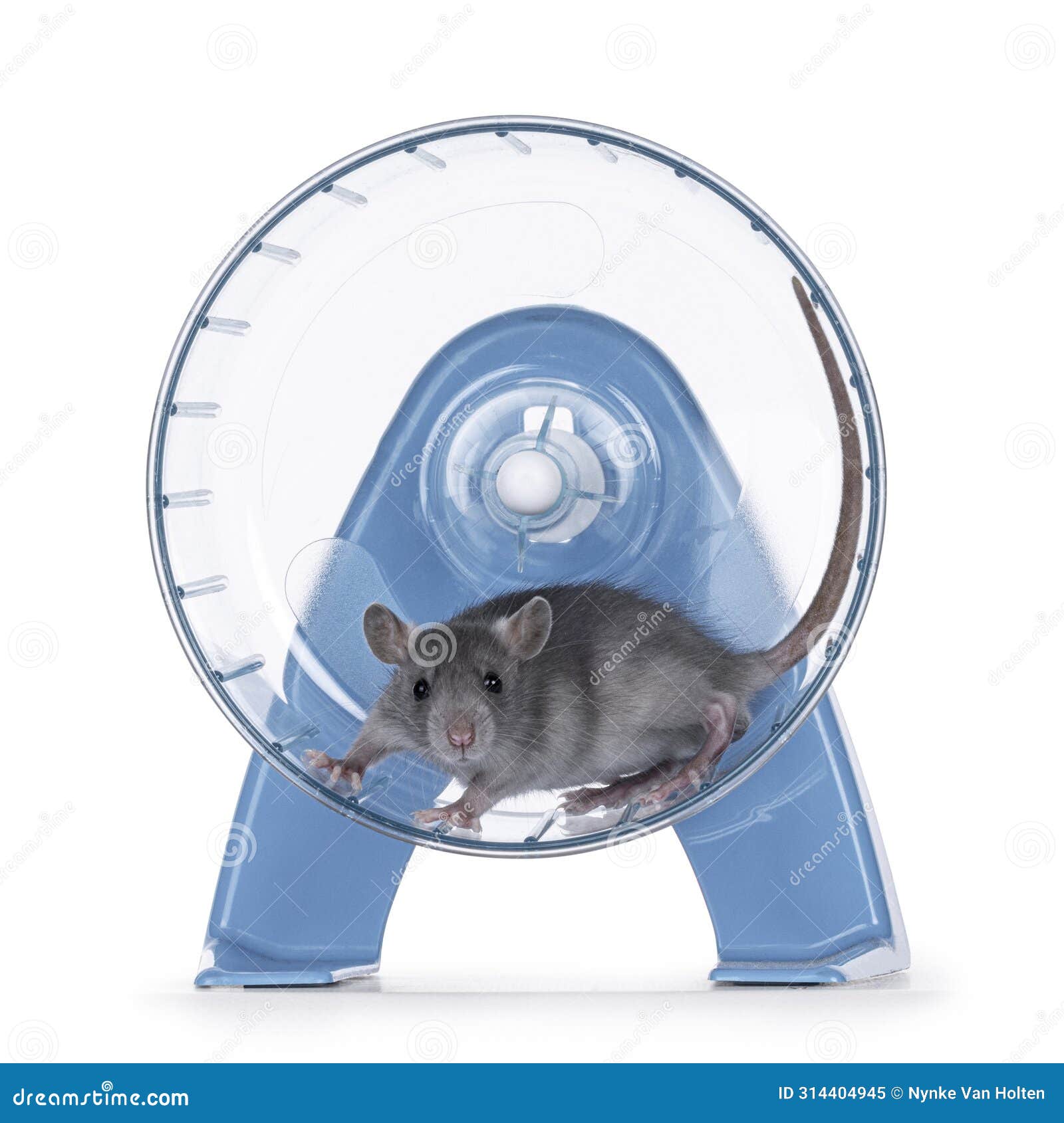 Rat is Wheel on White Background Stock Image - Image of sweet ...