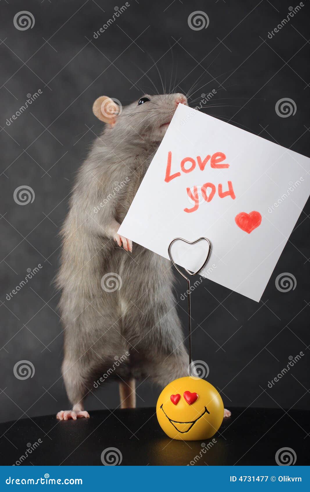 Rat whis love holder stock image. Image of mouse, valentines - 4731477