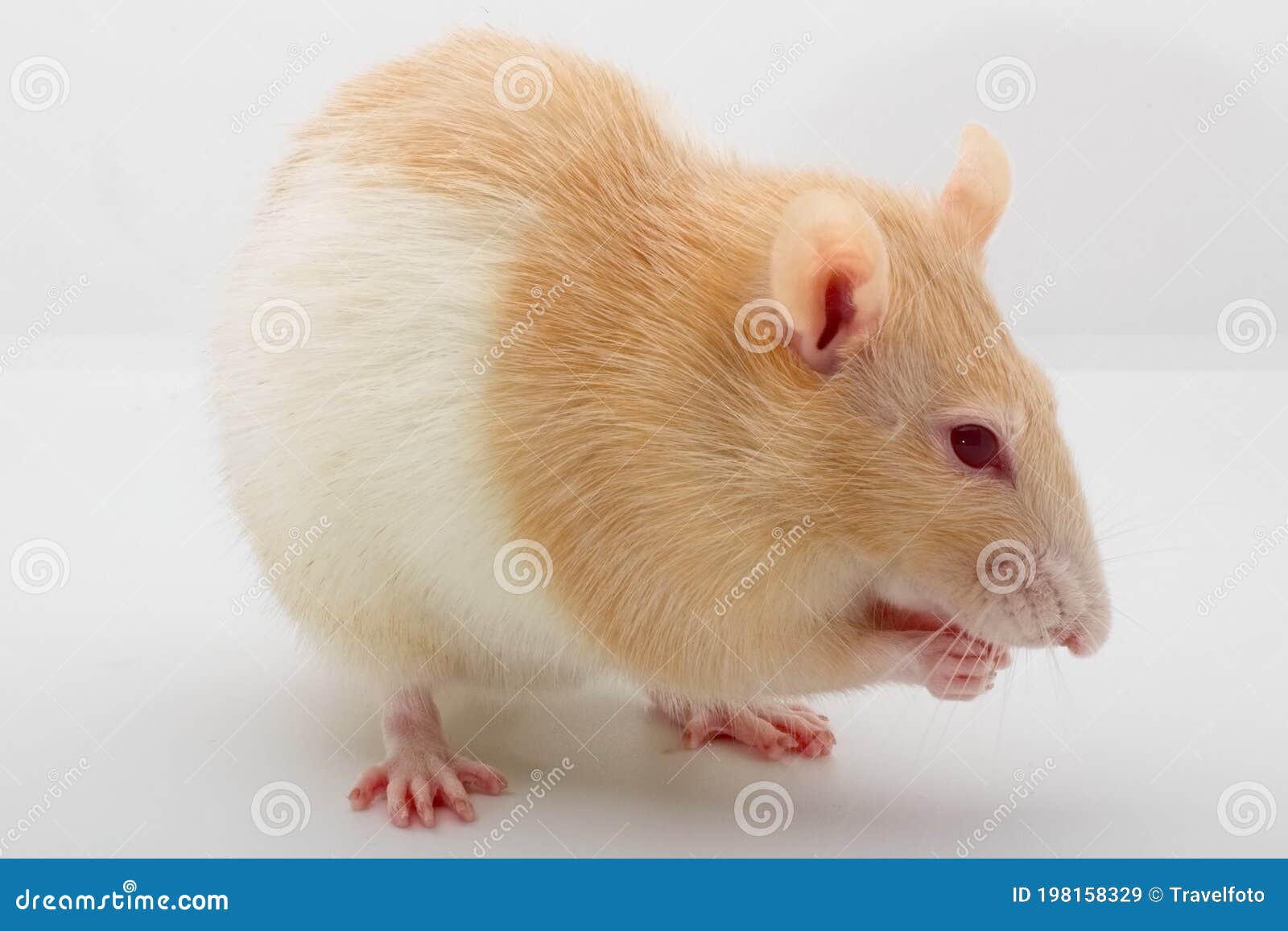 Rat on a white background stock image. Image of hamster - 198158329