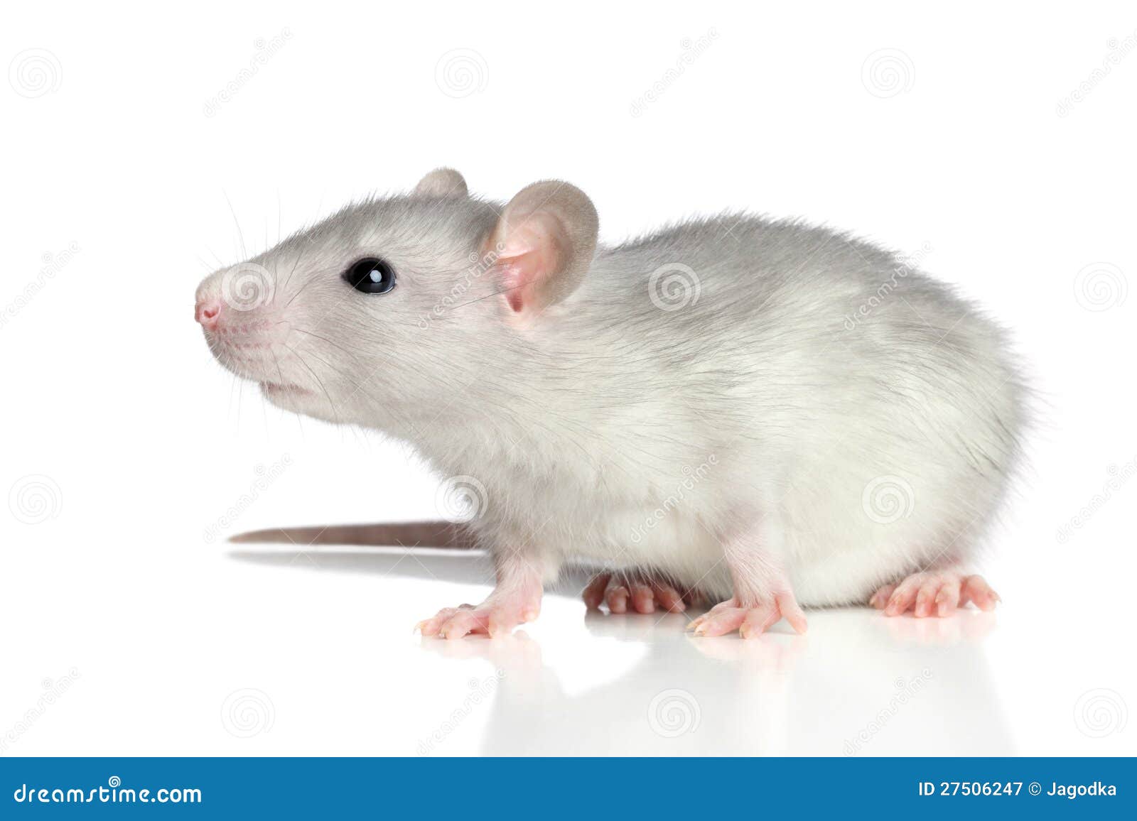 Rat on a white background stock image. Image of funny - 27506247