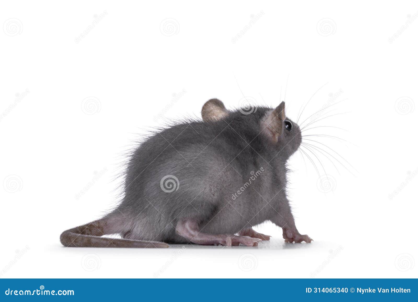 Rat on white background stock photo. Image of small - 314065340
