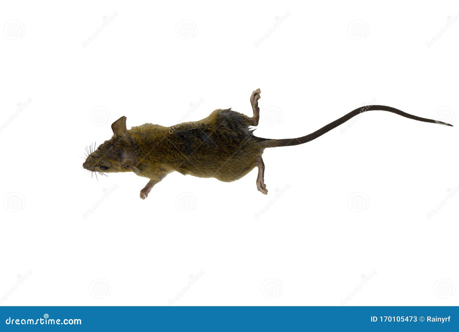 Rat On White Background.mouse Laying On The White Background Stock ...
