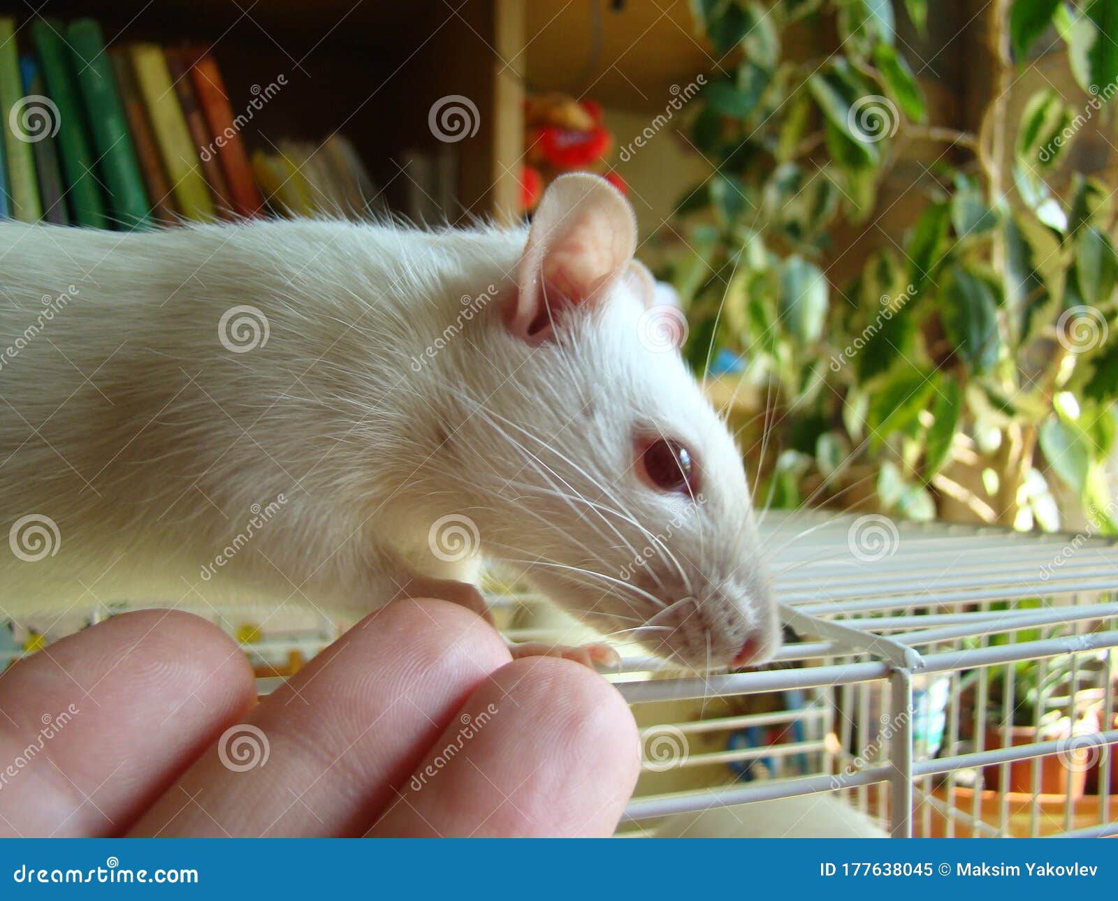 Rat stock image. Image of pets, rats, eyes, mustache - 177638045