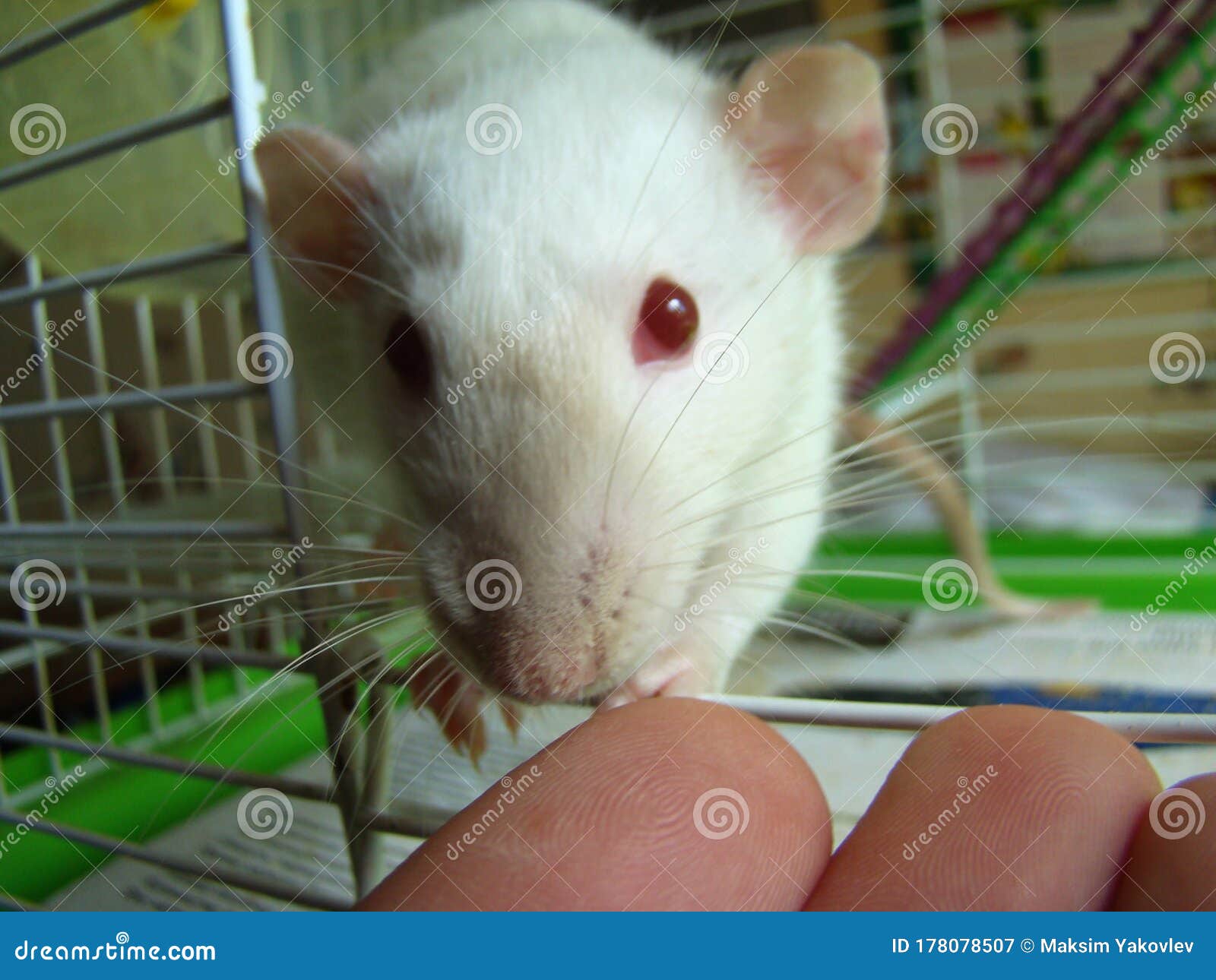 Rat stock image. Image of eyes, rats, tail, white, mustache - 178078507