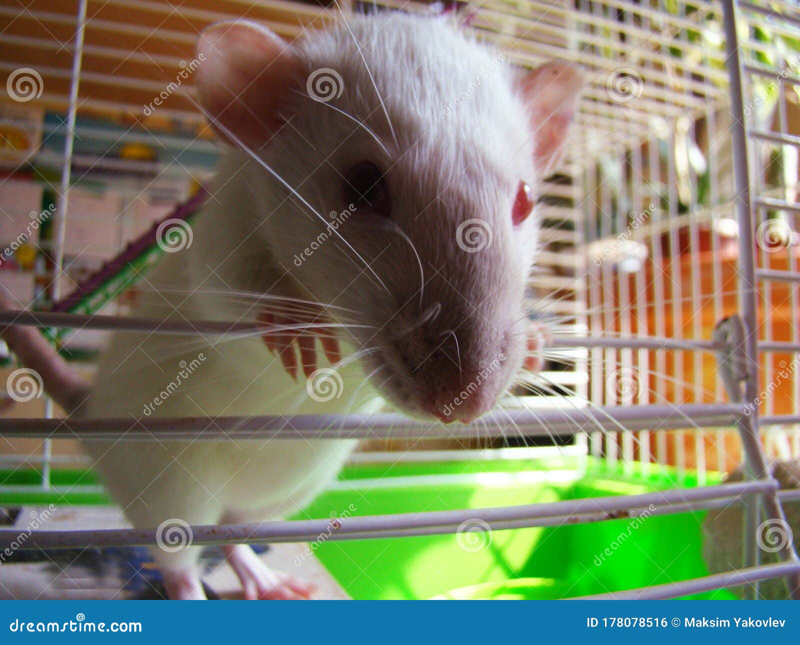 Rat stock photo. Image of tail, mustache, mouse, eyes - 178078516
