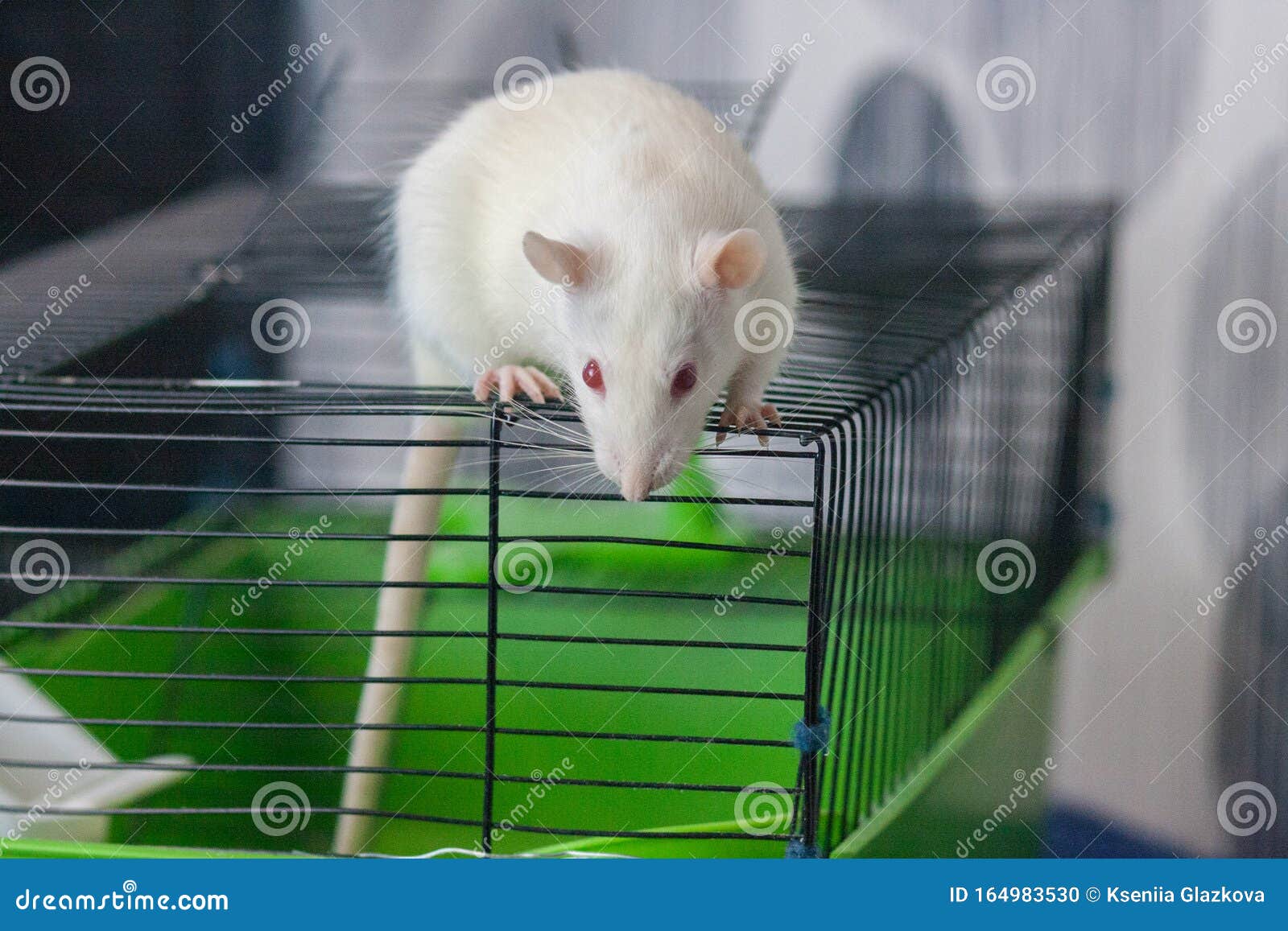 Rat is a White Symbol of 2020. Riding on a Cage Stock Photo - Image of ...