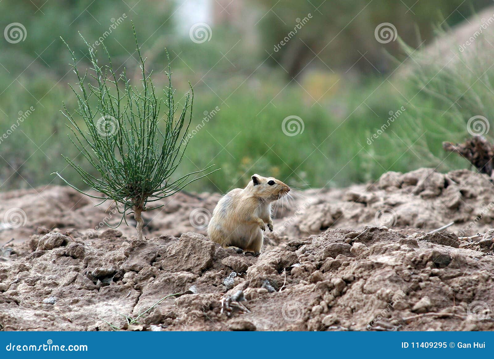 206 Bad Rat Stock Photos - Free & Royalty-Free Stock Photos from Dreamstime