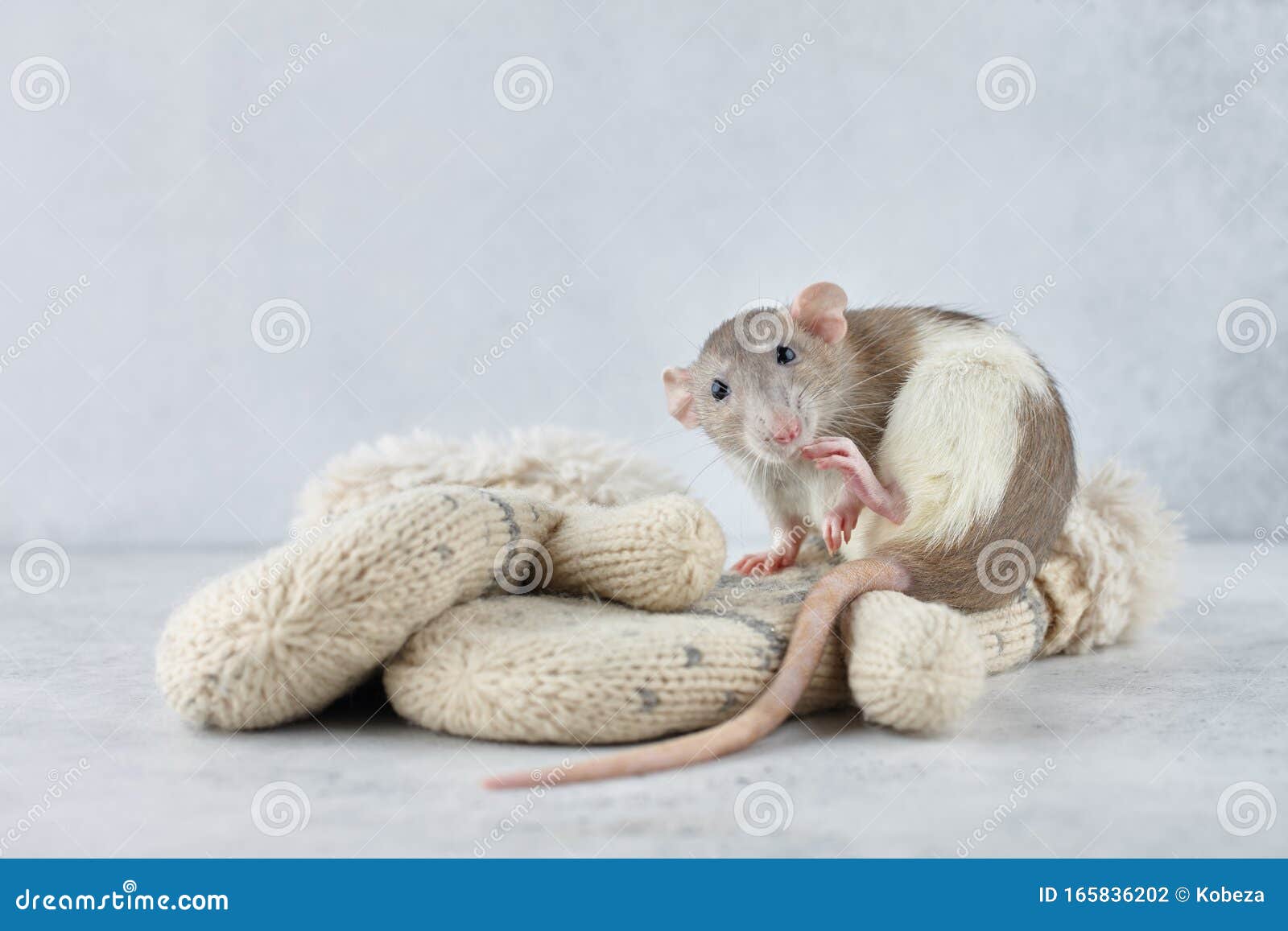 Rat on winter mittens stock photo. Image of white, background - 165836202