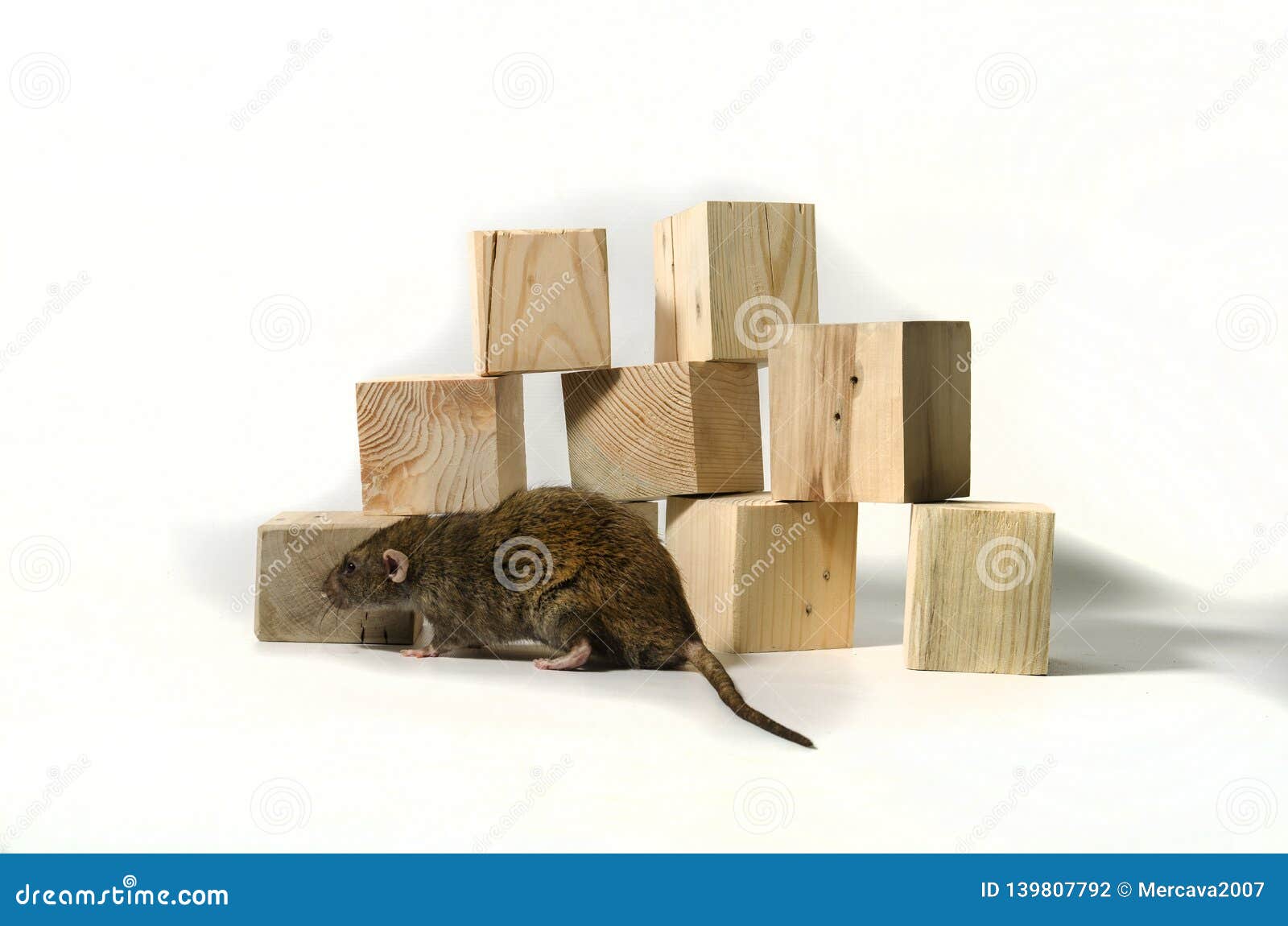 Rat and wooden cubes stock photo. Image of brick, wood - 139807792
