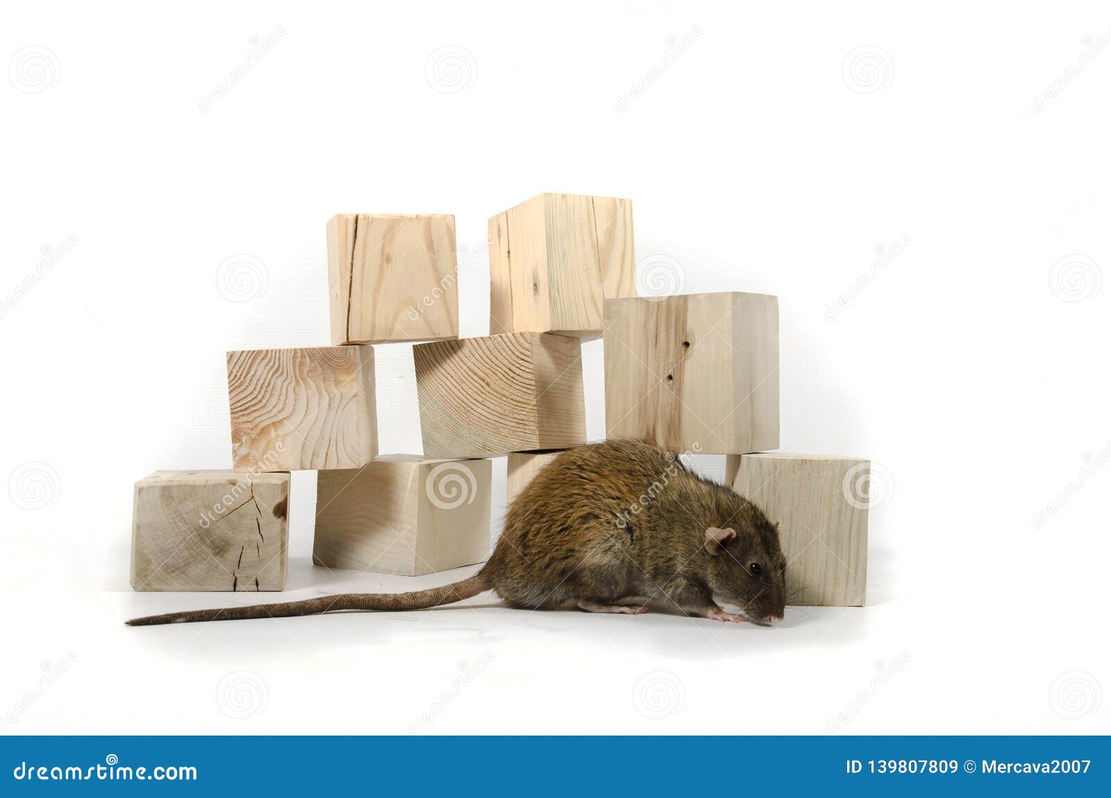Rat and wooden cubes stock image. Image of cubes, mammal - 139807809