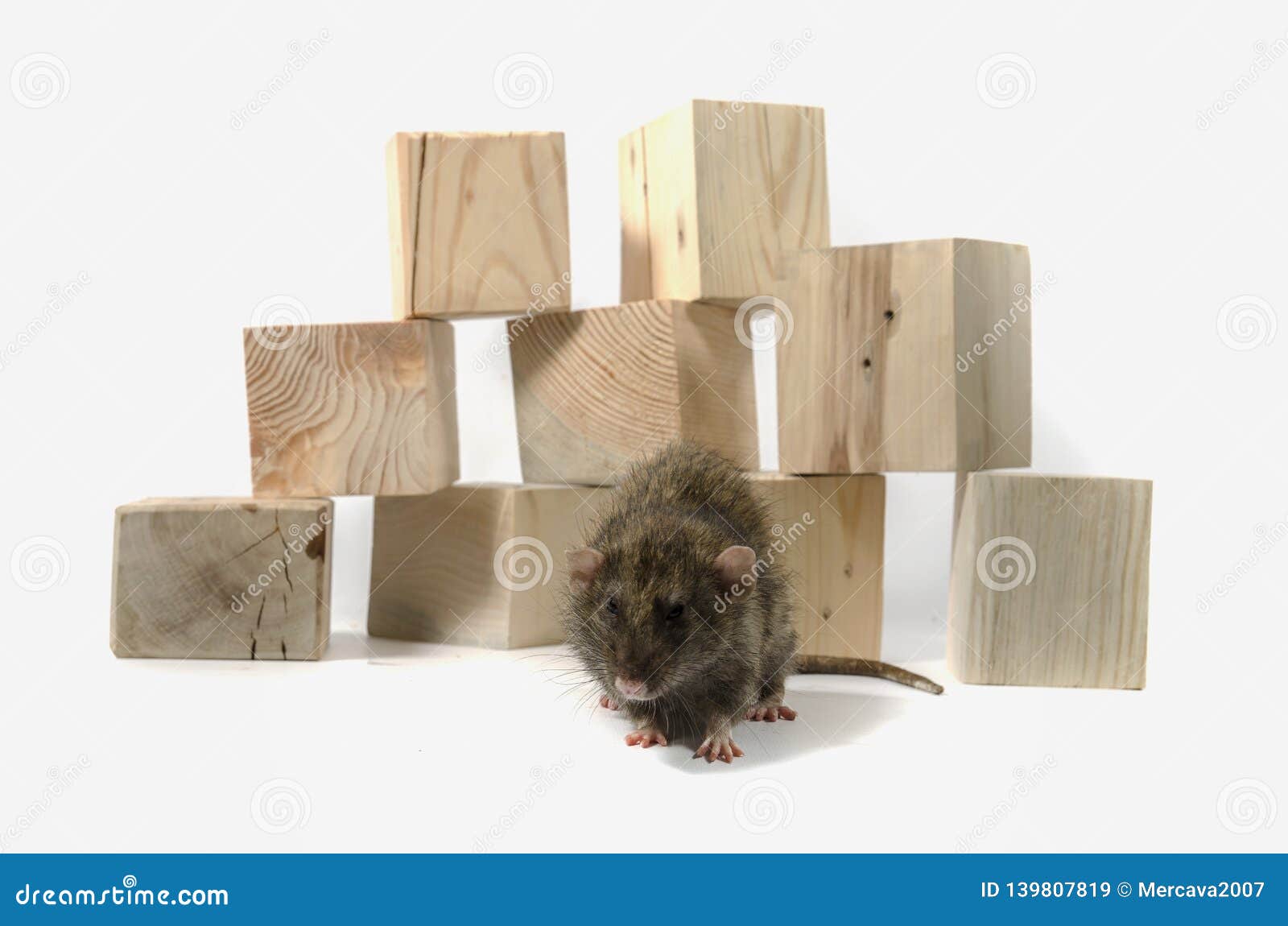 Rat and wooden cubes stock image. Image of cute, white - 139807819