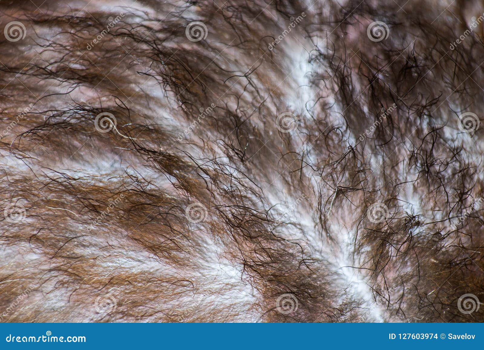 Rat wool texture is macro stock photo. Image of gray - 127603974