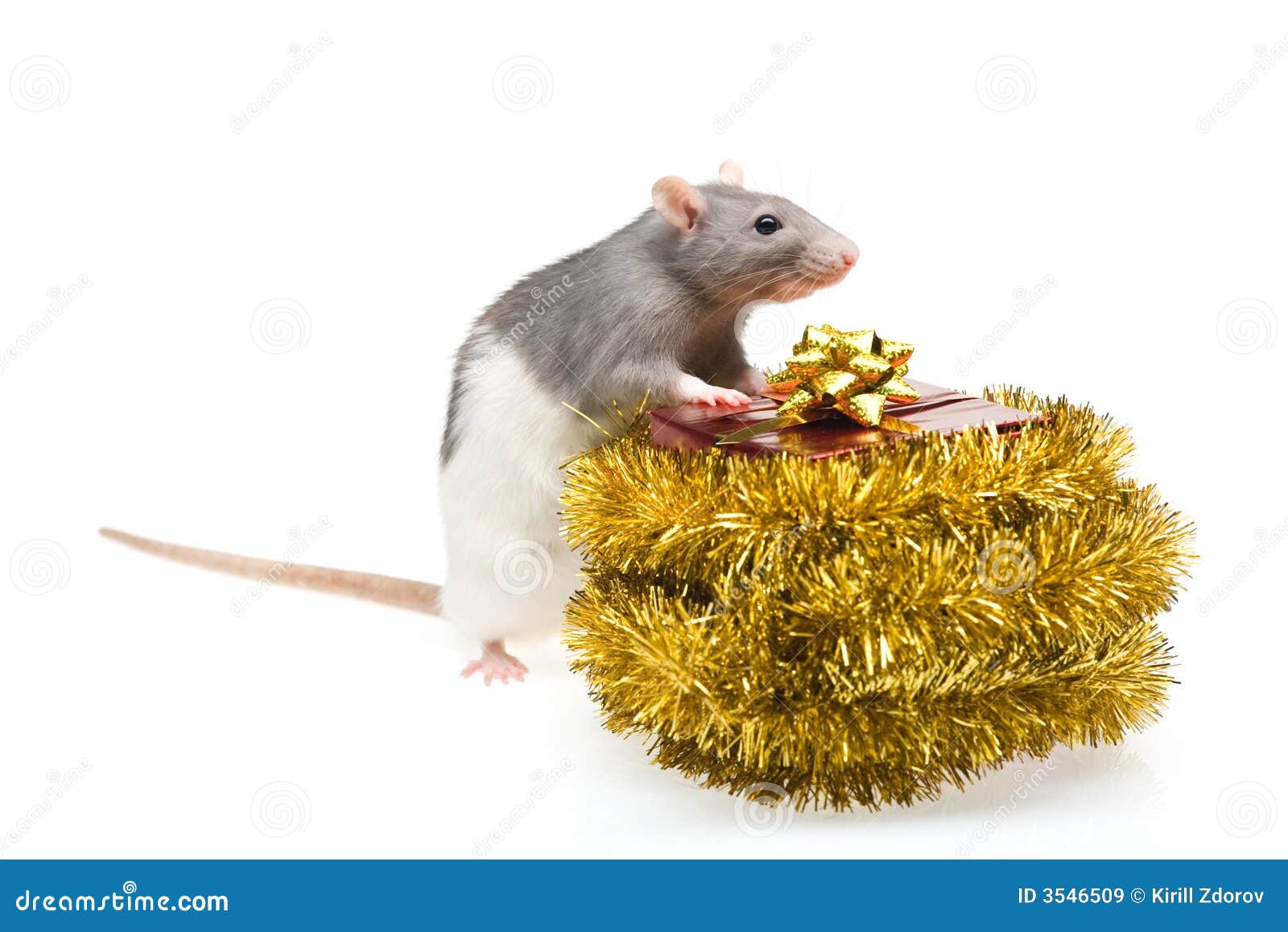 Rat with wrapped present stock image. Image of xmas, golden - 3546509