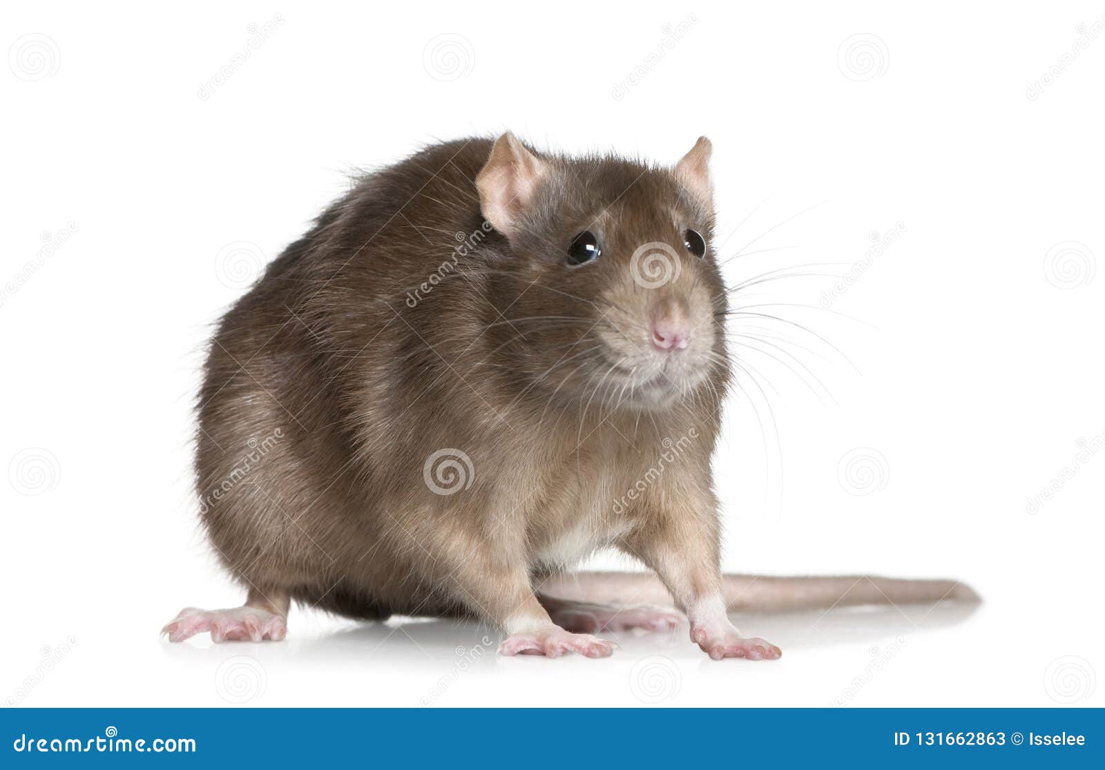 4,508 Rat Old Stock Photos - Free & Royalty-Free Stock Photos from ...