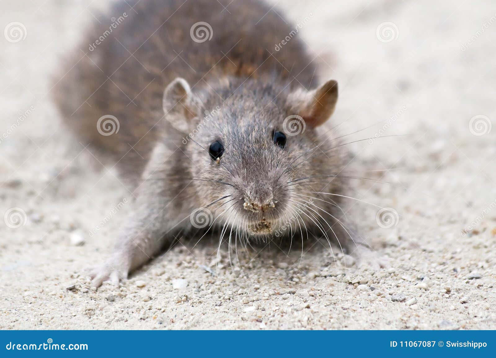 Rata imagen de archivo. Imagen de escena, cola, blanco - 11067087