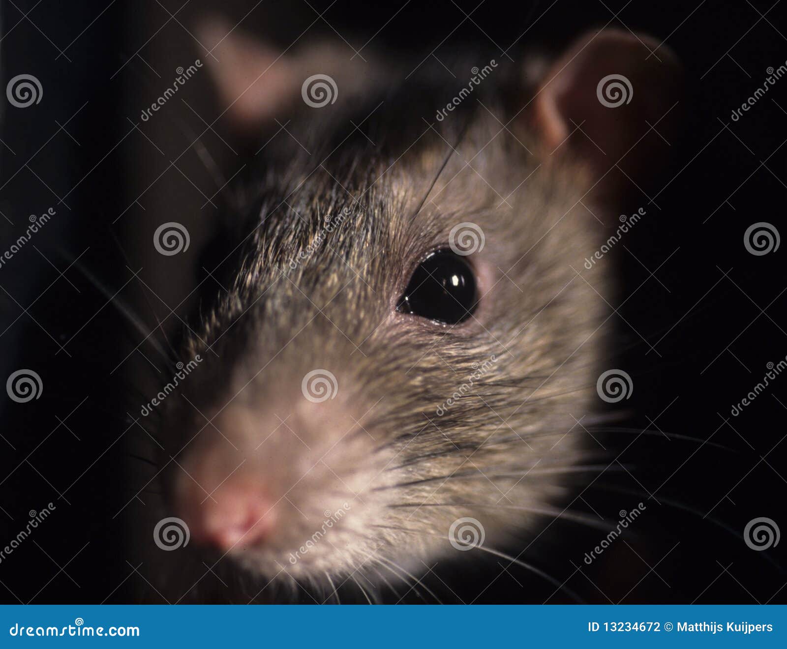Rata foto de archivo. Imagen de ratones, rata, barbas - 13234672