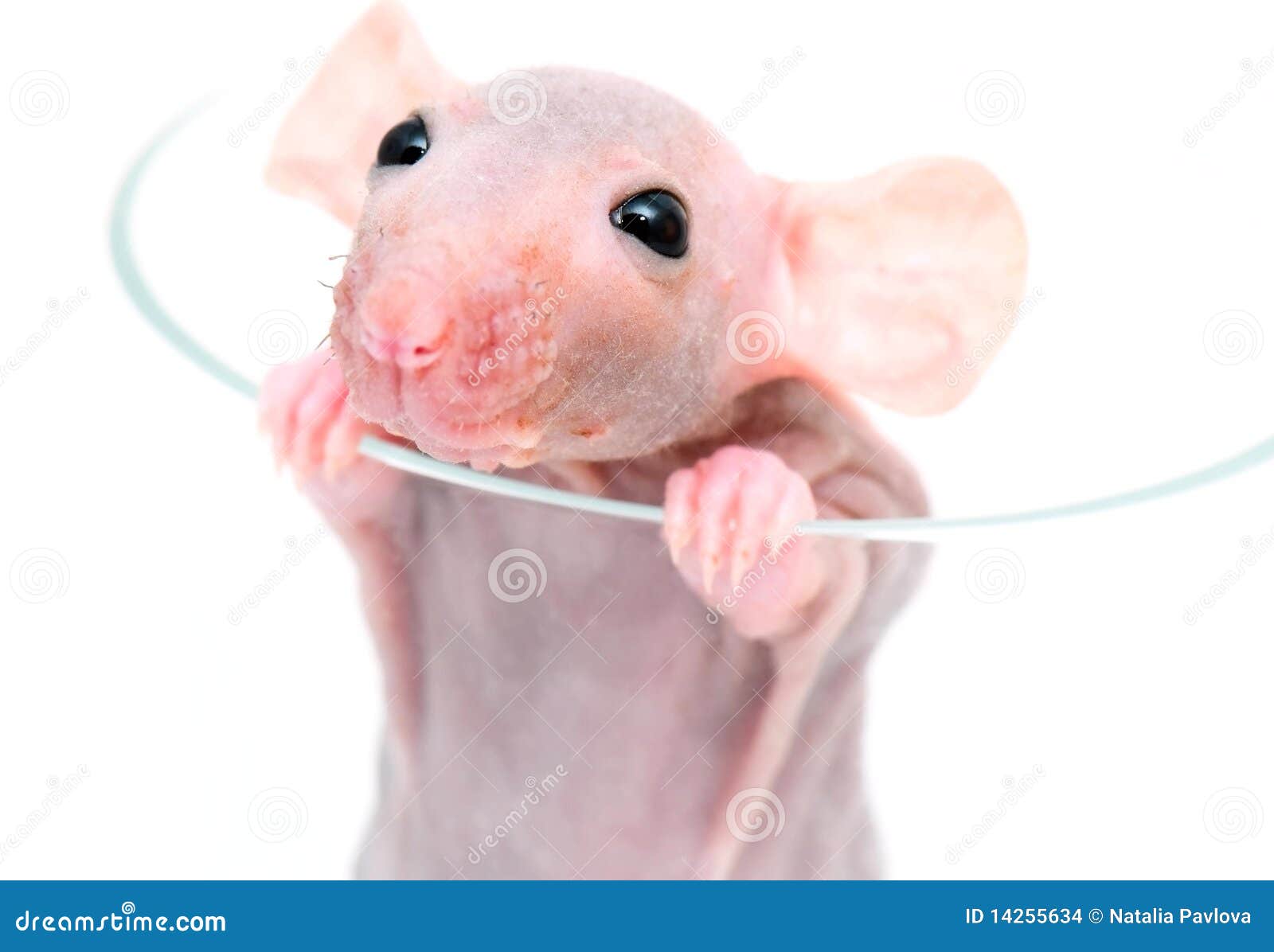 Rata foto de archivo. Imagen de retrato, calvo, rosa - 14255634