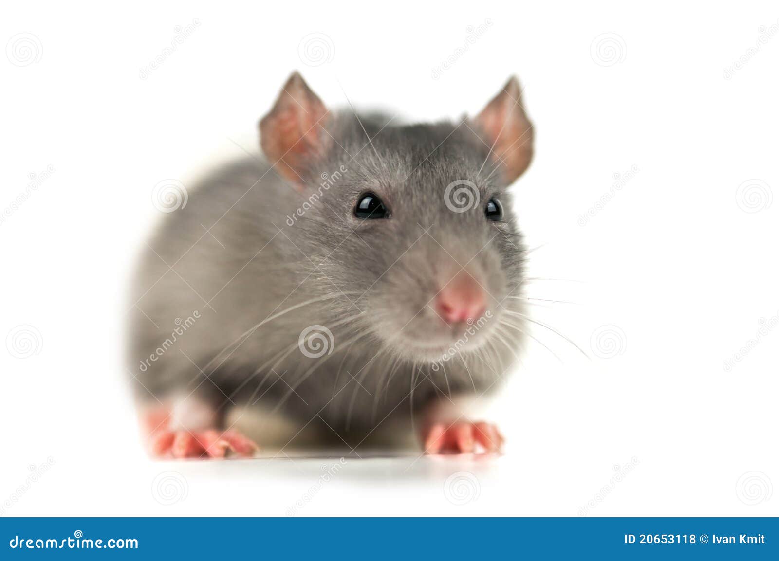 Rata foto de archivo. Imagen de aislado, roedor, fondo - 20653118