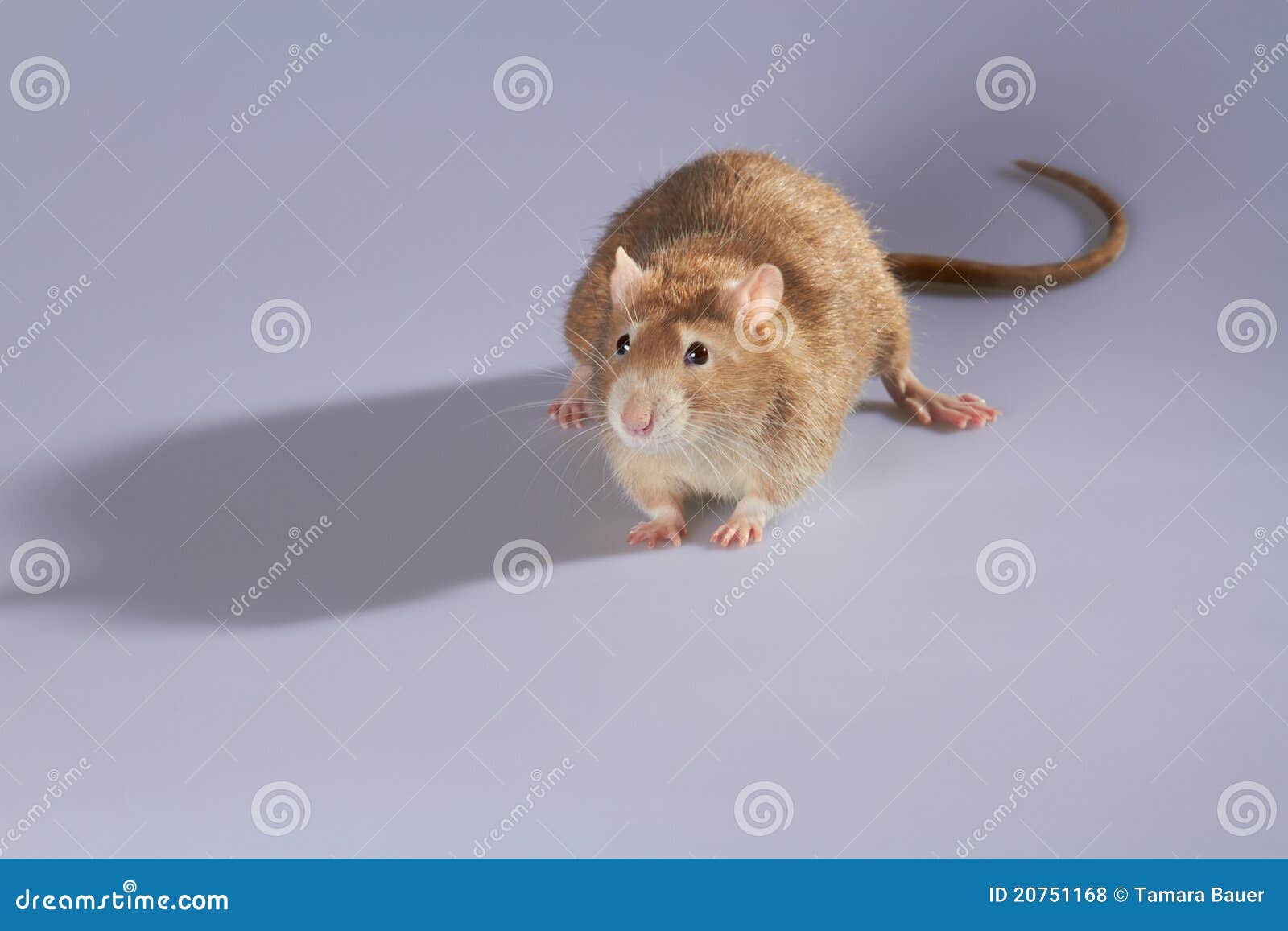 Rata foto de archivo. Imagen de animal, cola, doméstico - 20751168