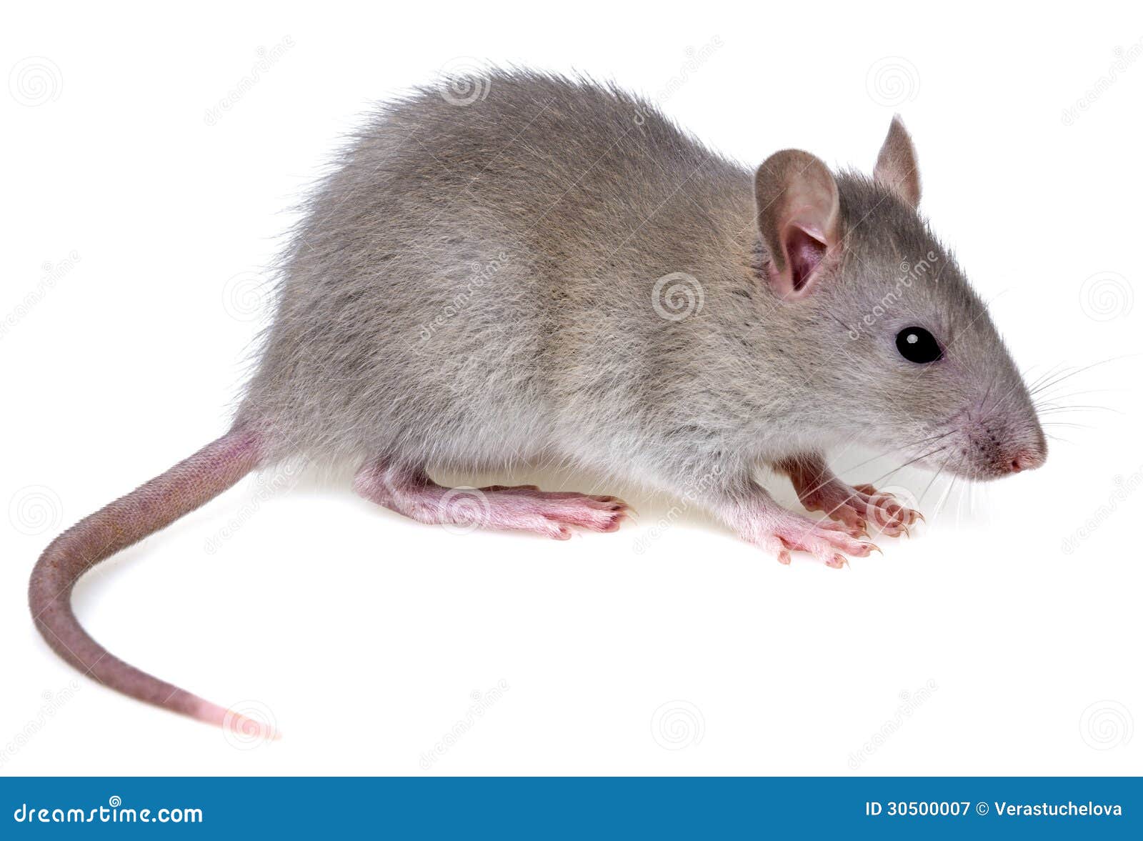 Rata imagen de archivo. Imagen de doméstico, tiro, rata - 30500007