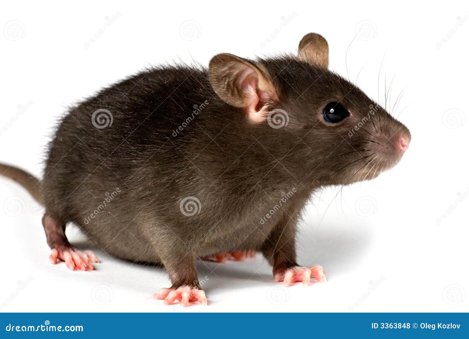 Rata foto de archivo. Imagen de pata, lindo, blanco, animales - 3363848