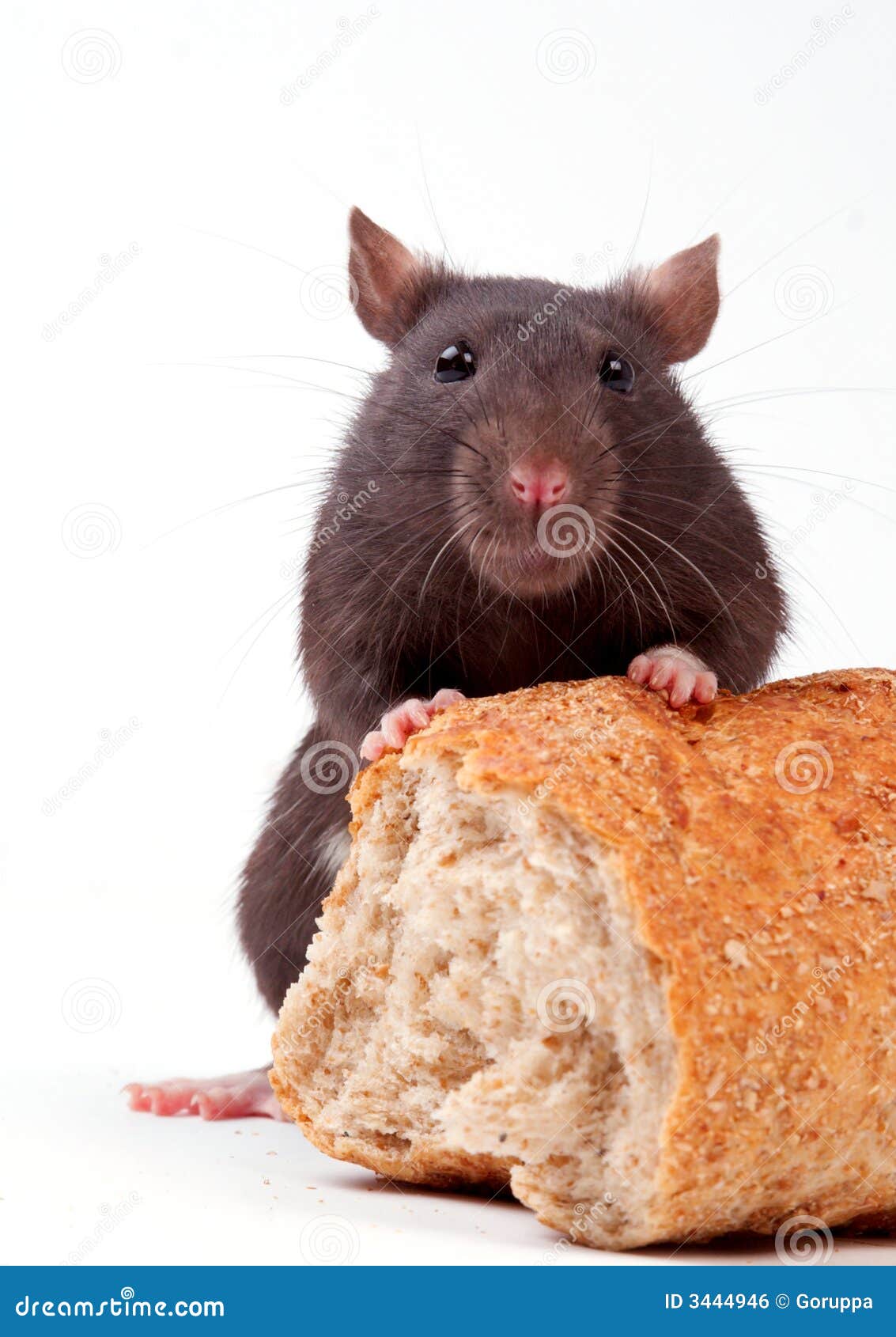 Rata foto de archivo. Imagen de mirando, piel, lindo, animal - 3444946