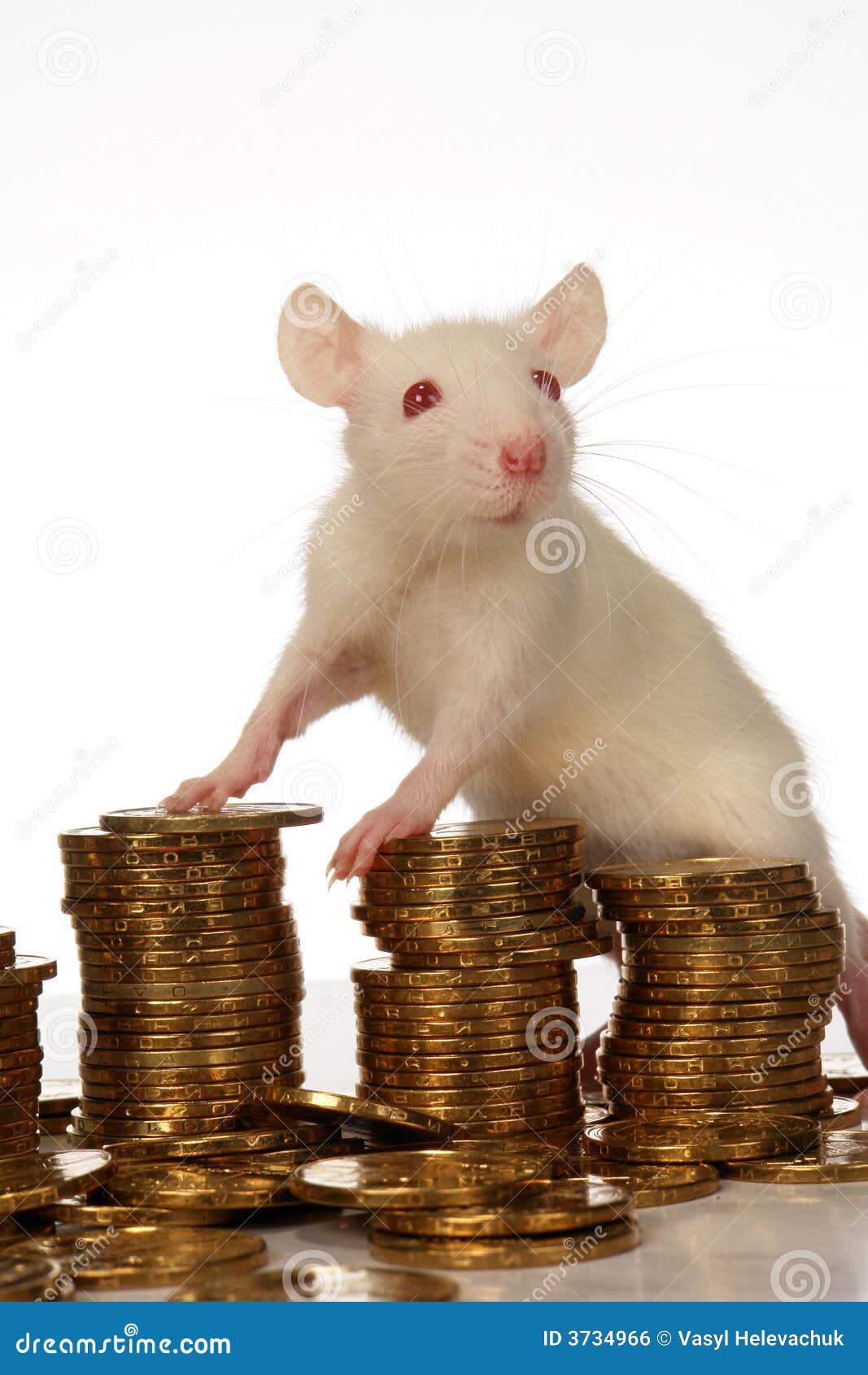 Rata foto de archivo. Imagen de cierre, mirada, cola, pista - 3734966