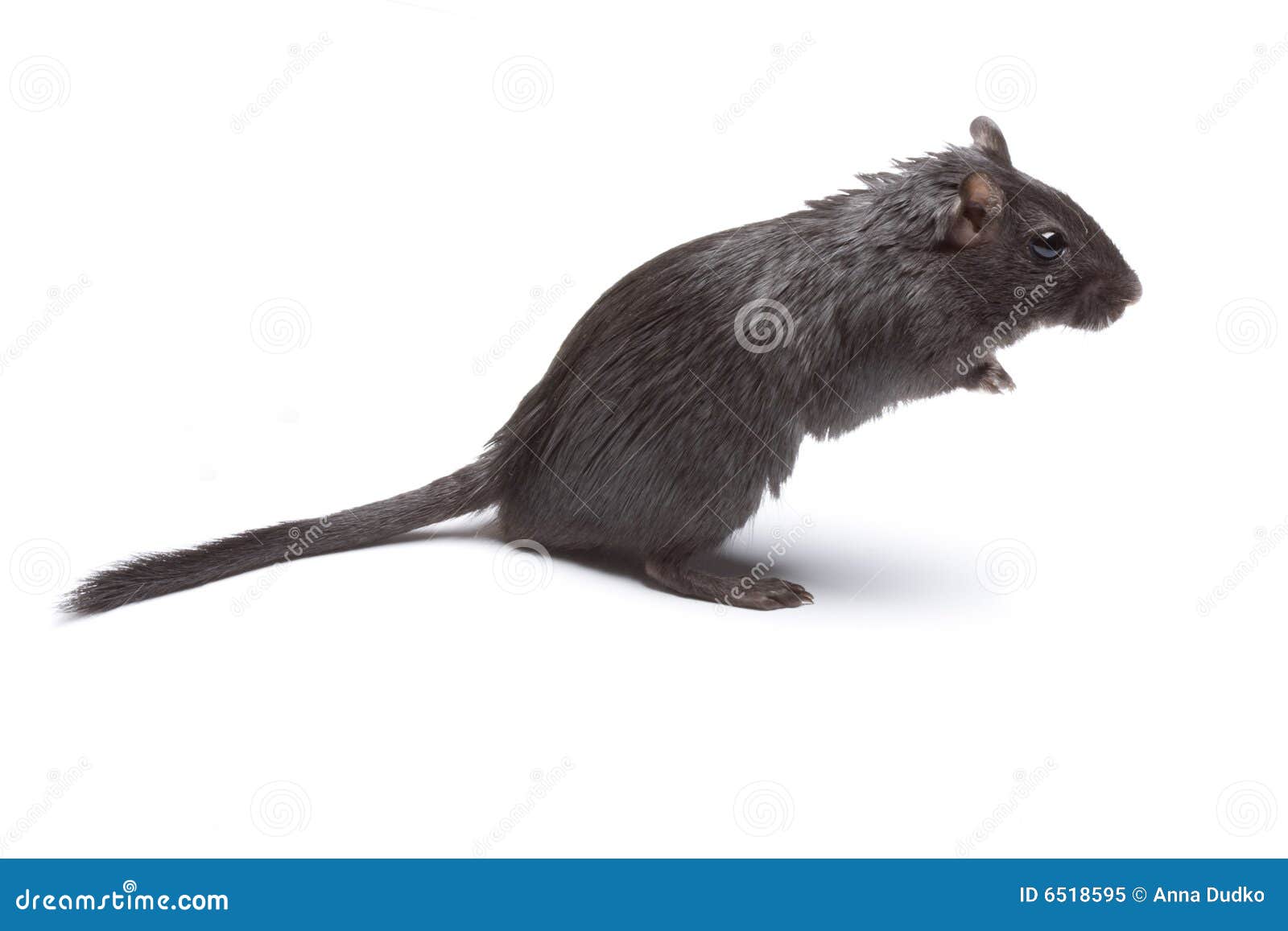 Rata imagen de archivo. Imagen de mascota, animal, mirada - 6518595