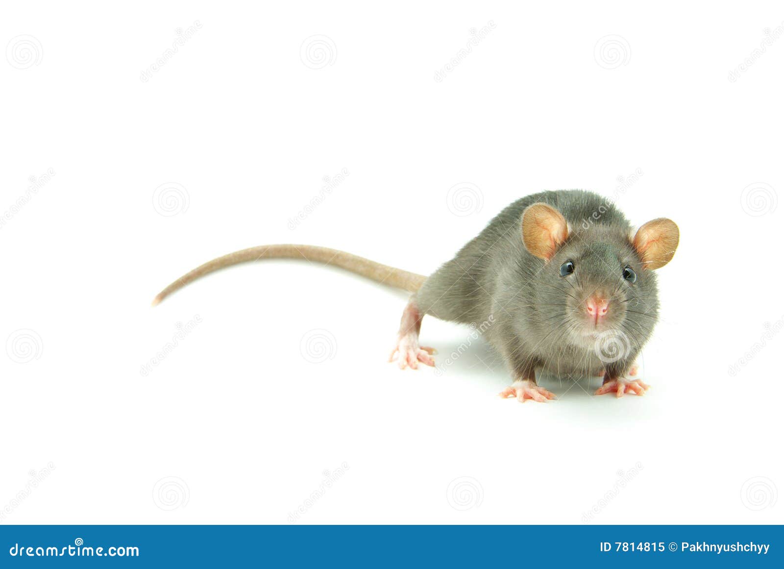 Rata imagen de archivo. Imagen de rata, melenudo, mullido - 7814815