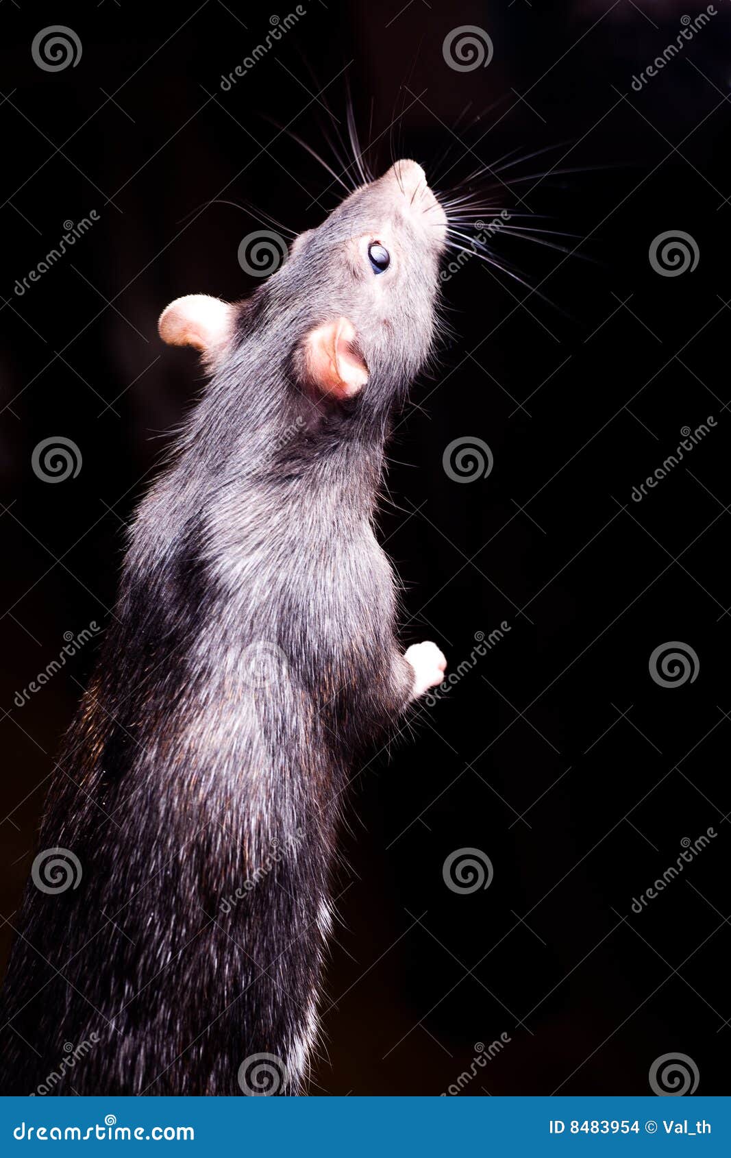 Rata foto de archivo. Imagen de doméstico, ratas, pelo - 8483954