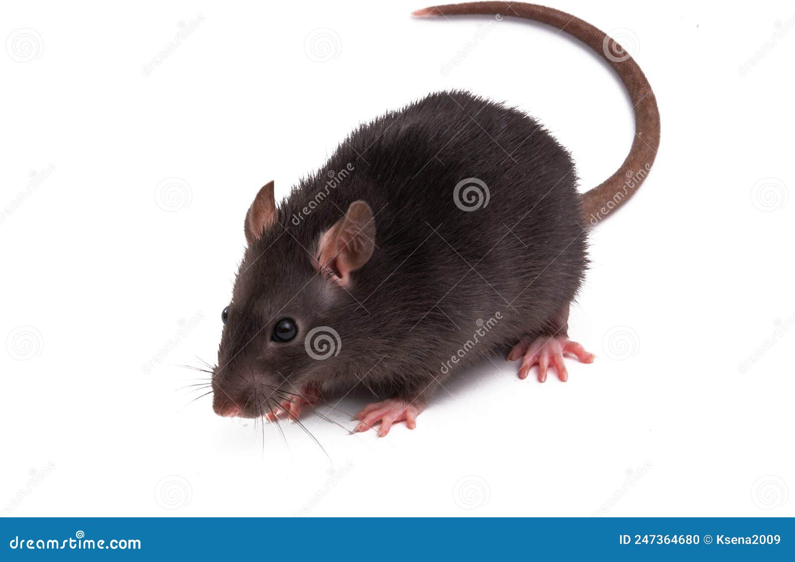 Rata animal aislada foto de archivo. Imagen de mascotas - 247364680