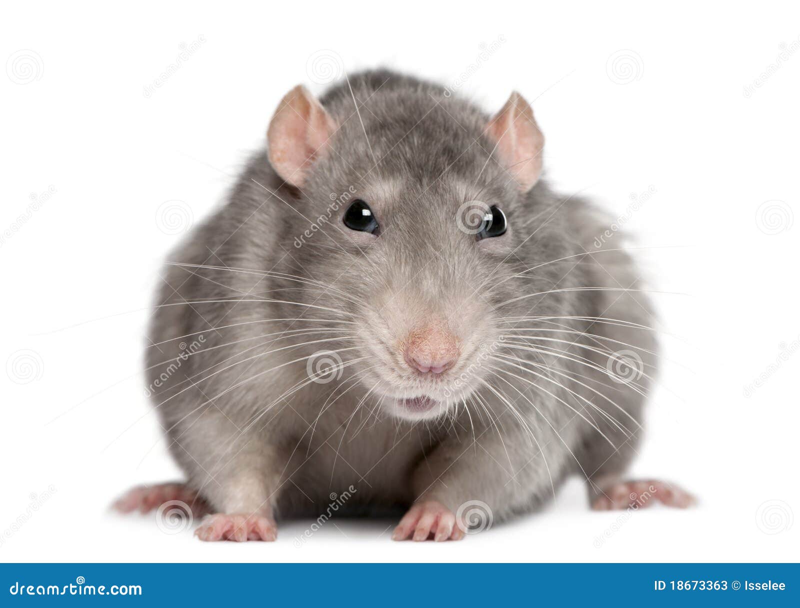 Rata azul imagen de archivo. Imagen de doméstico, copia - 18673363