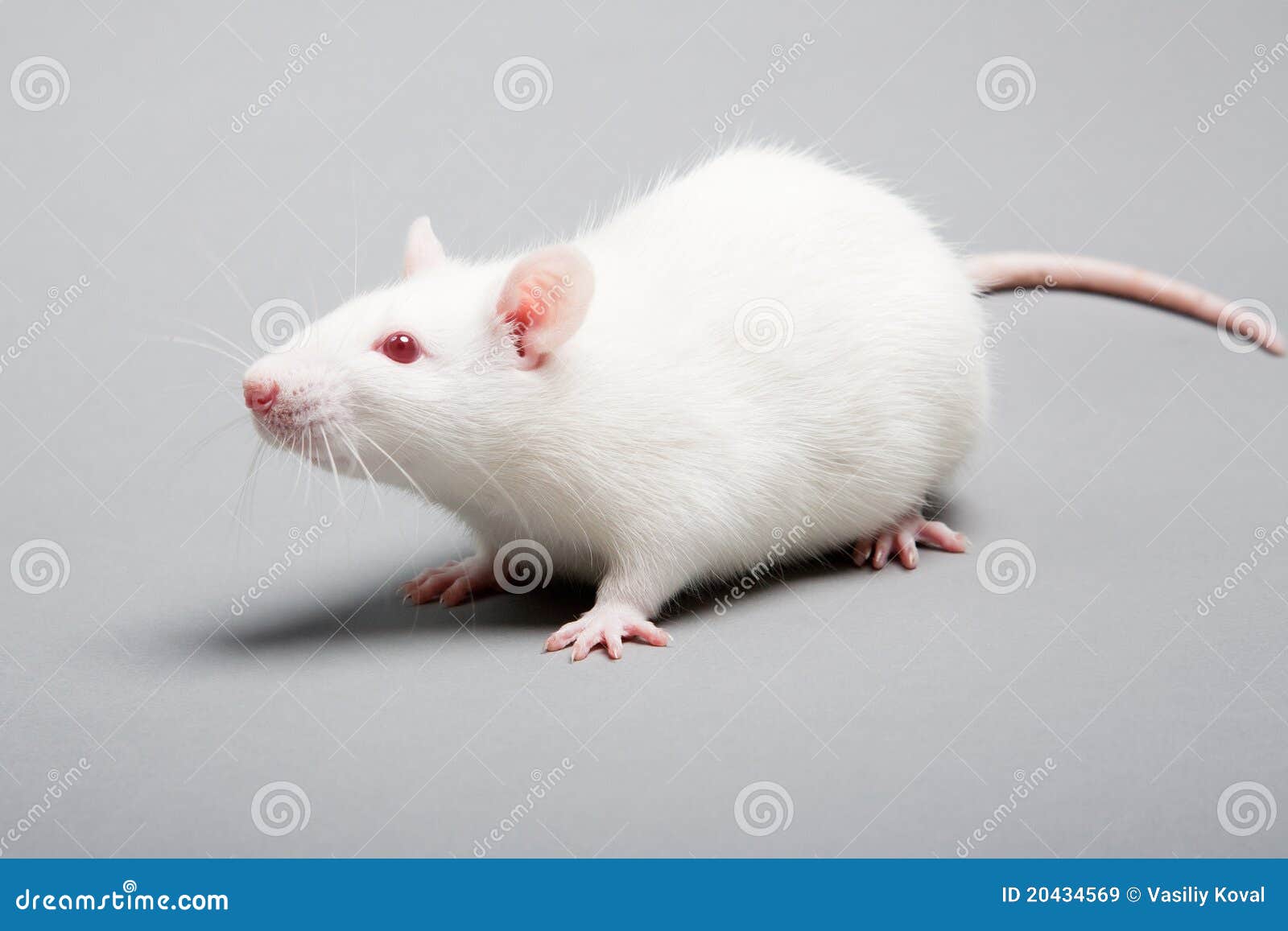 Rata blanca imagen de archivo. Imagen de pelo, doméstico - 20434569