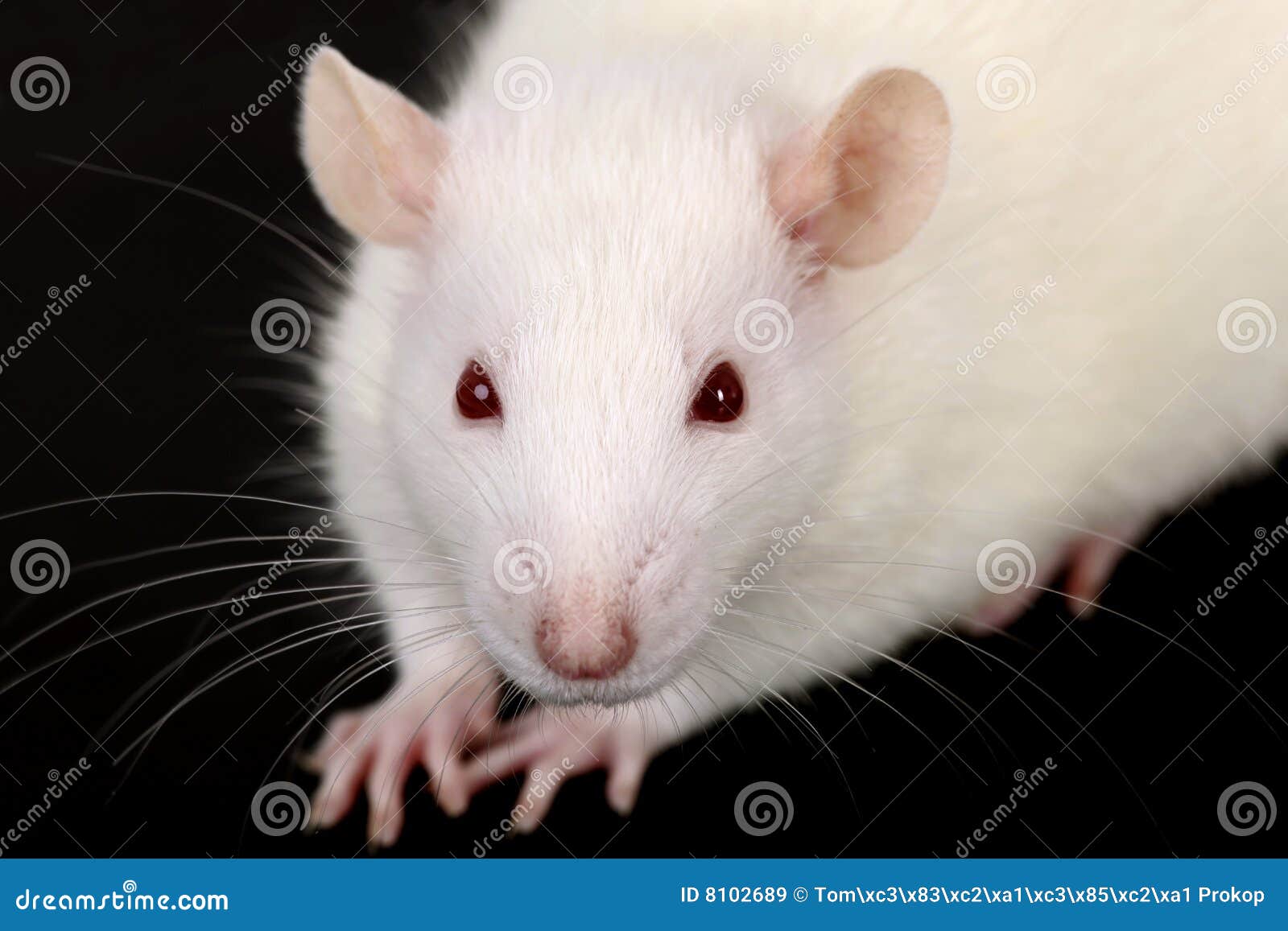 Rata blanca imagen de archivo. Imagen de laboratorio, ojos - 8102689