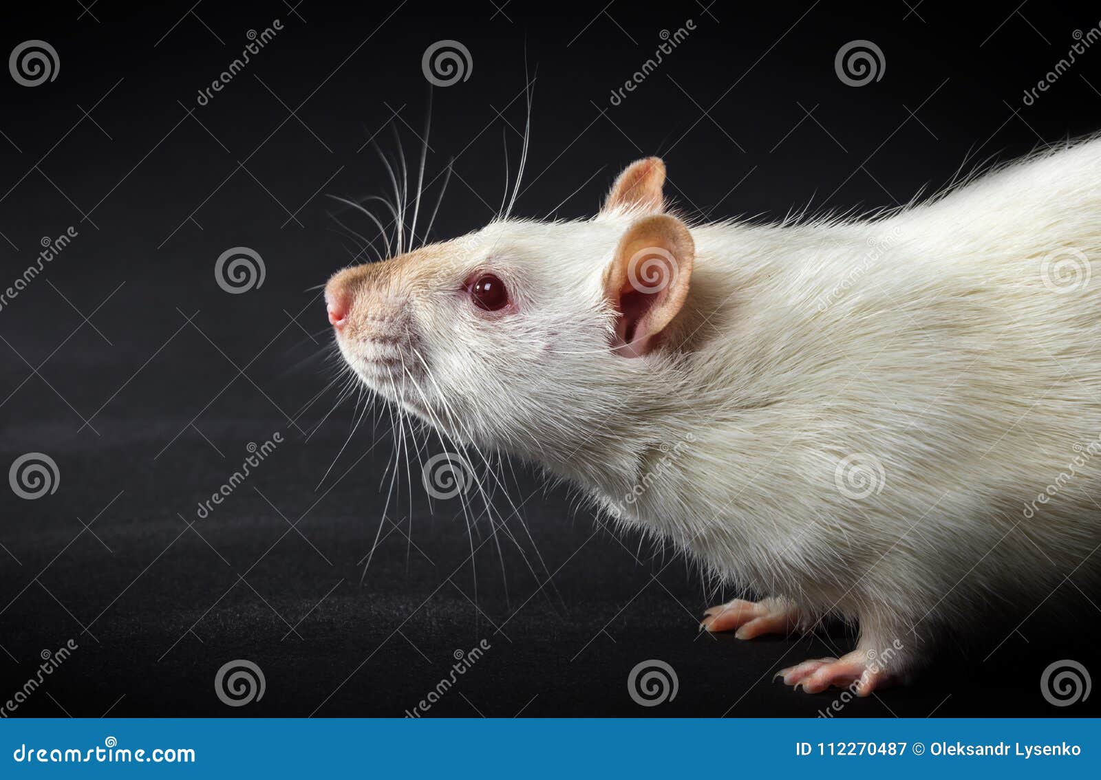 Rata blanca animal imagen de archivo. Imagen de piel - 112270487