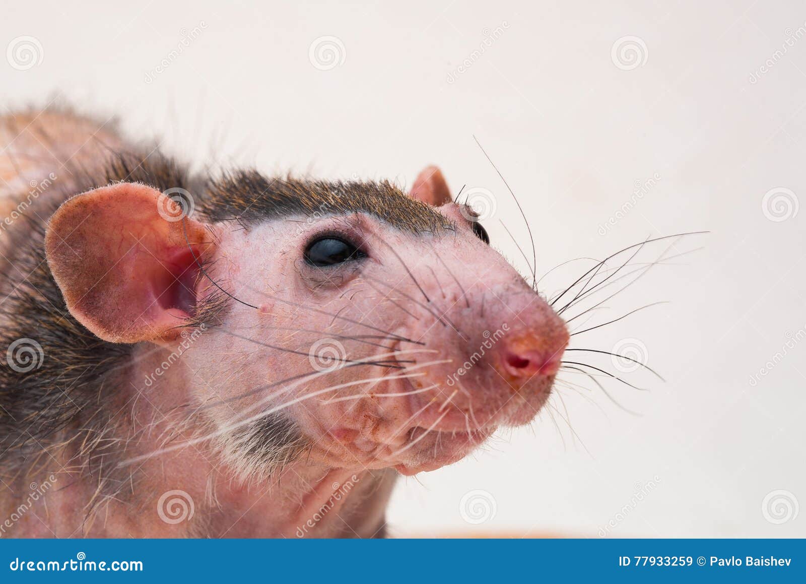 Rata calva de la esfinge imagen de archivo. Imagen de animal - 77933259