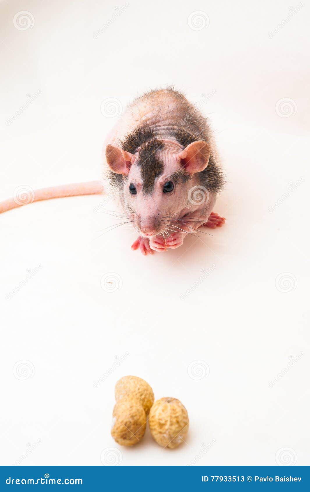 Rata calva de la esfinge imagen de archivo. Imagen de esfinge - 77933513