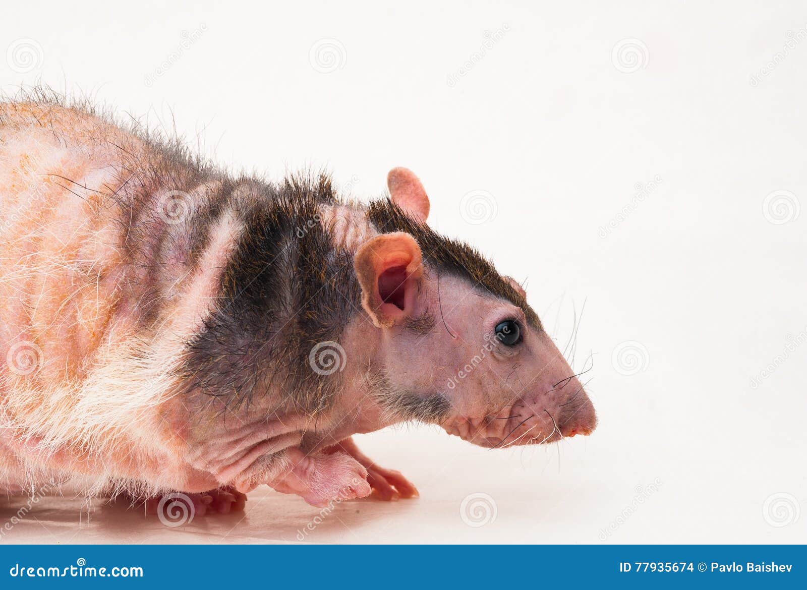 Rata calva de la esfinge foto de archivo. Imagen de alimento - 77935674