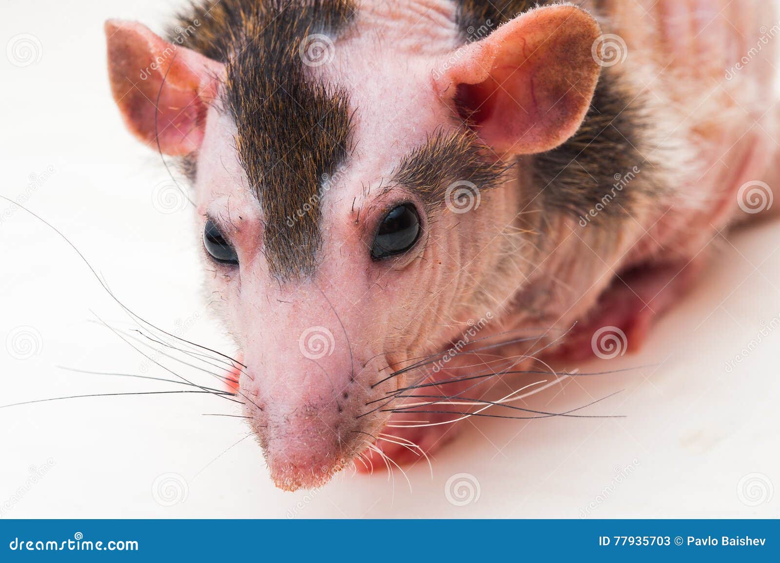 Rata calva de la esfinge imagen de archivo. Imagen de retrato - 77935703