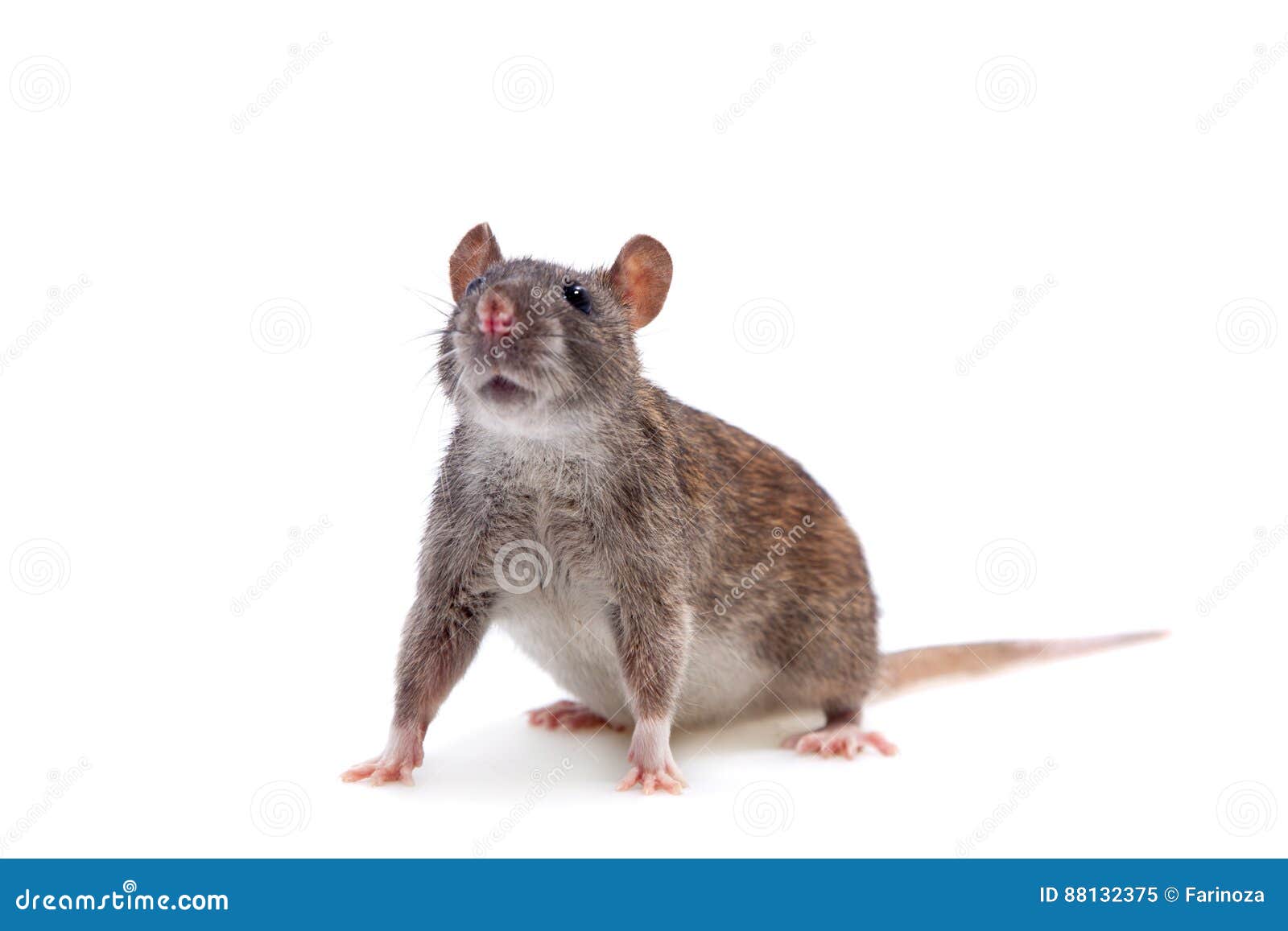 Rata común en blanco imagen de archivo. Imagen de blanco - 88132375