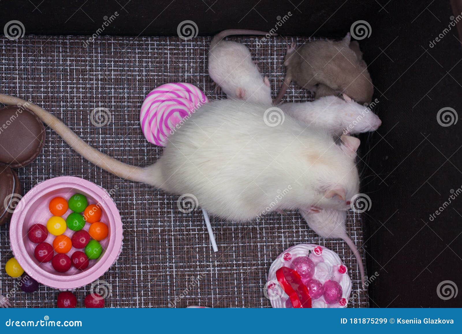Rata con dulces. dulce imagen de archivo. Imagen de saneamiento - 181875299