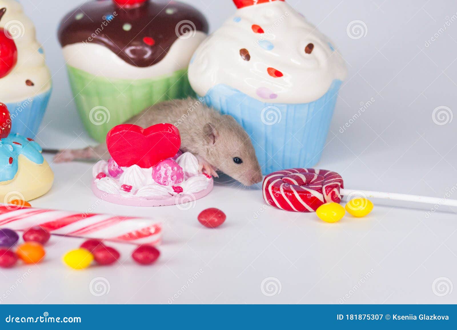 Rata con dulces. dulce imagen de archivo. Imagen de mordedura - 181875307