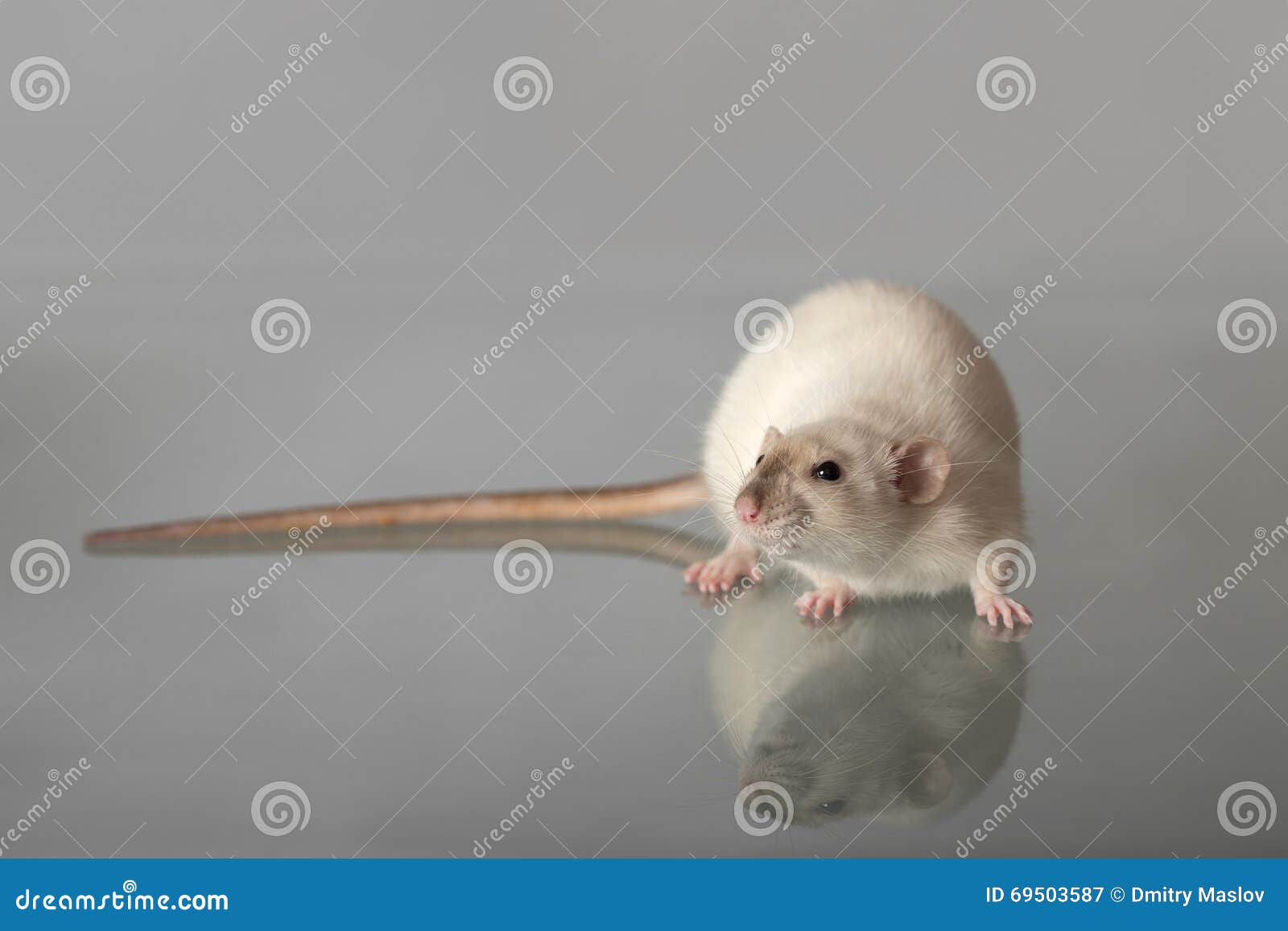 Rata con la cola larga imagen de archivo. Imagen de belleza - 69503587