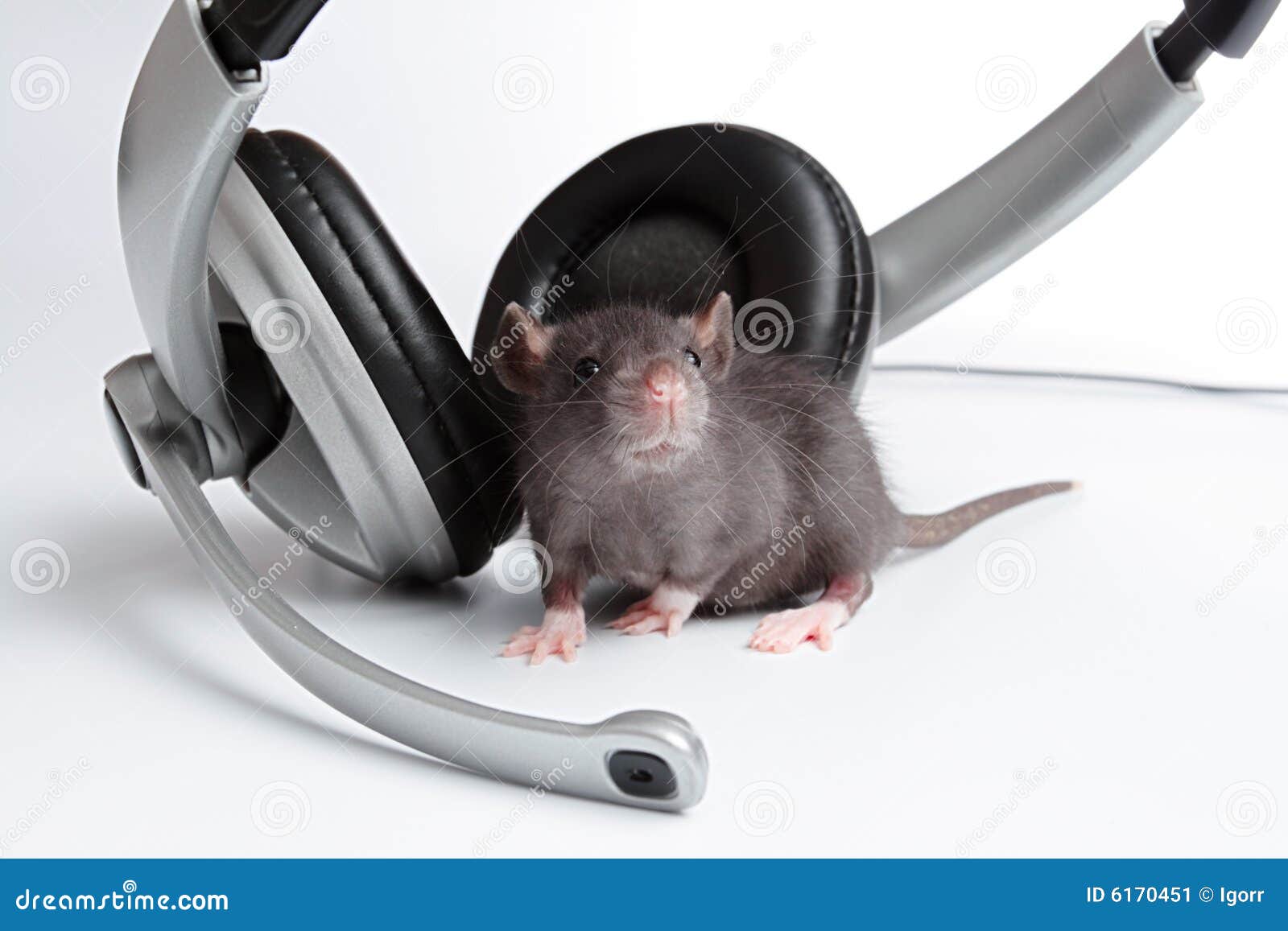 Rata con los auriculares imagen de archivo. Imagen de dispositivo - 6170451