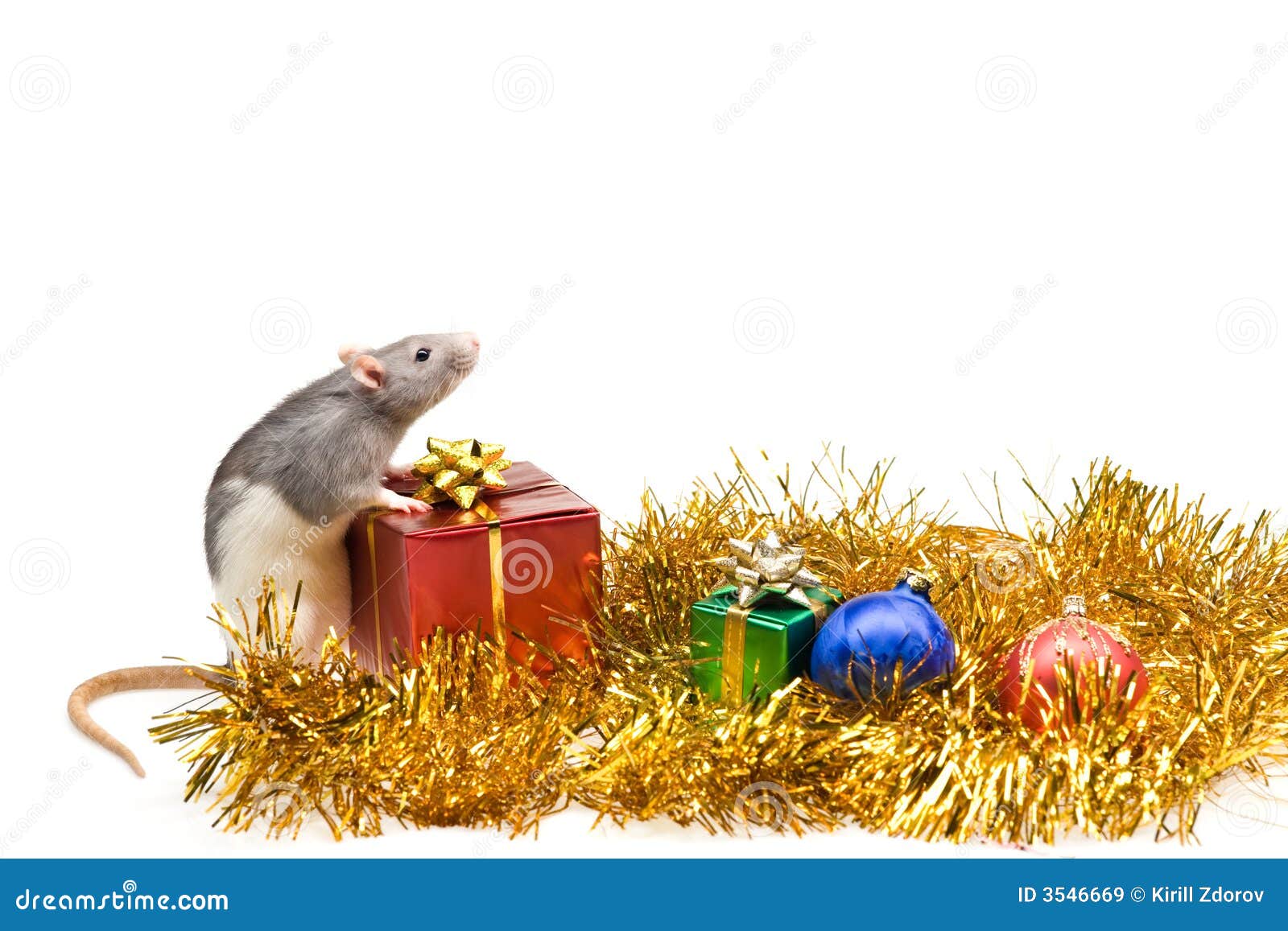 Rata Con Los Regalos De Navidad Imagen de archivo - Imagen de lujo ...