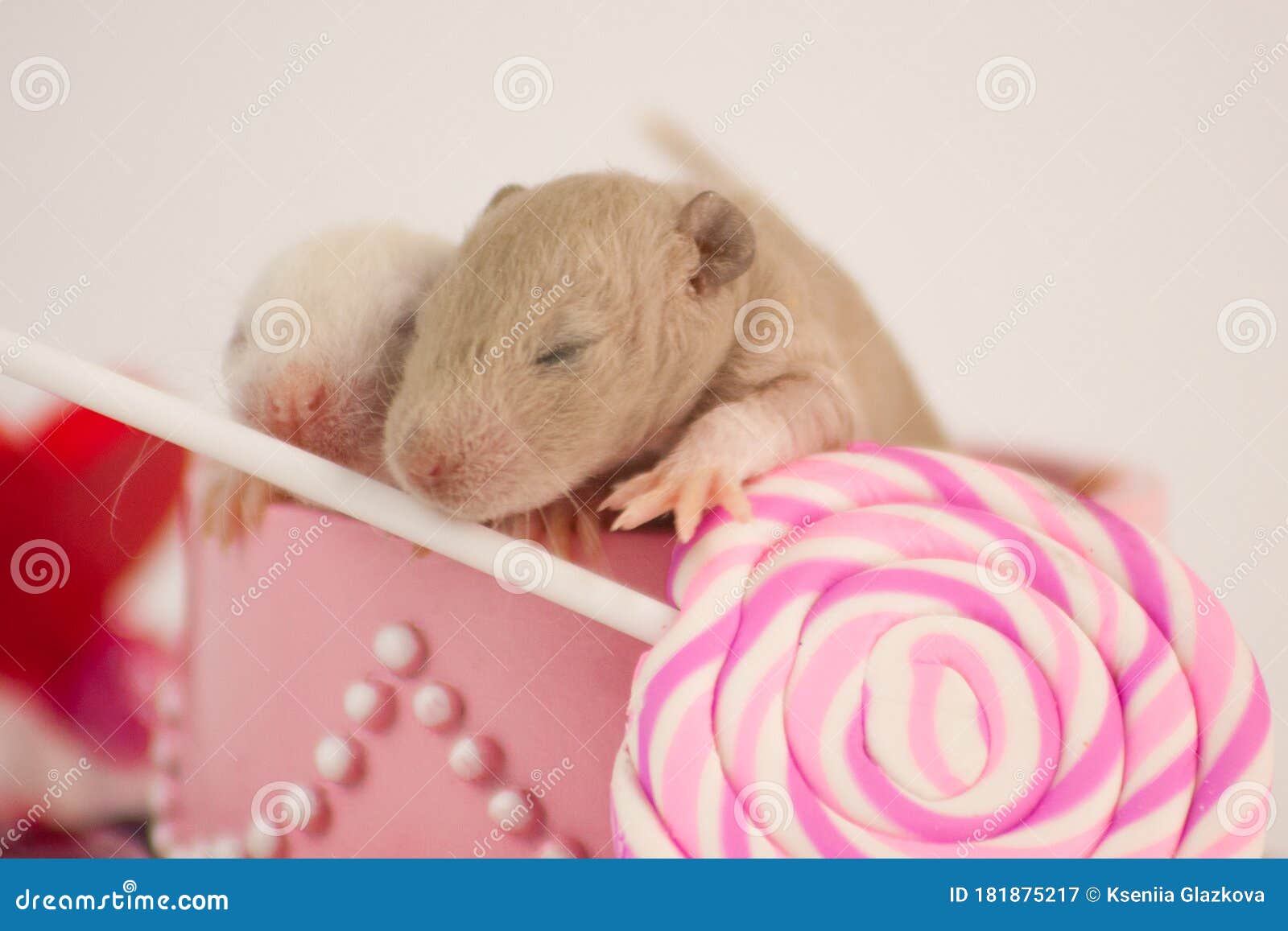 Rata con un gran y dulce imagen de archivo. Imagen de saneamiento ...